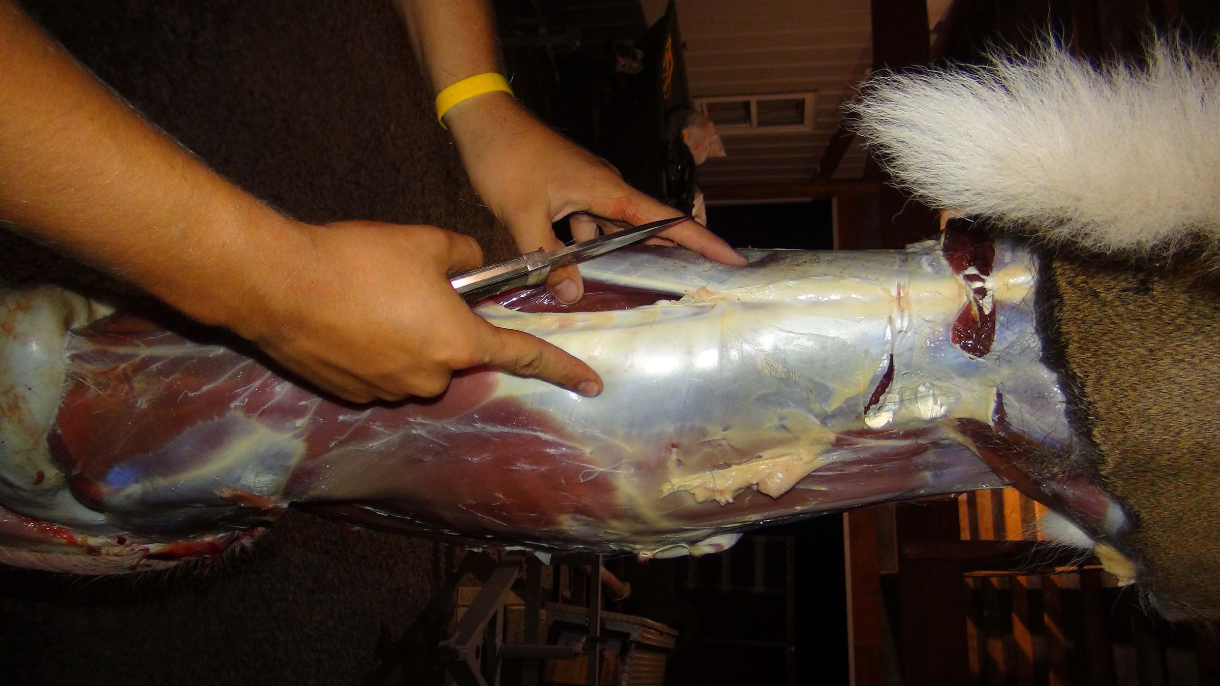 Moms Back-strap Deer Chili : 9 Steps - Instructables