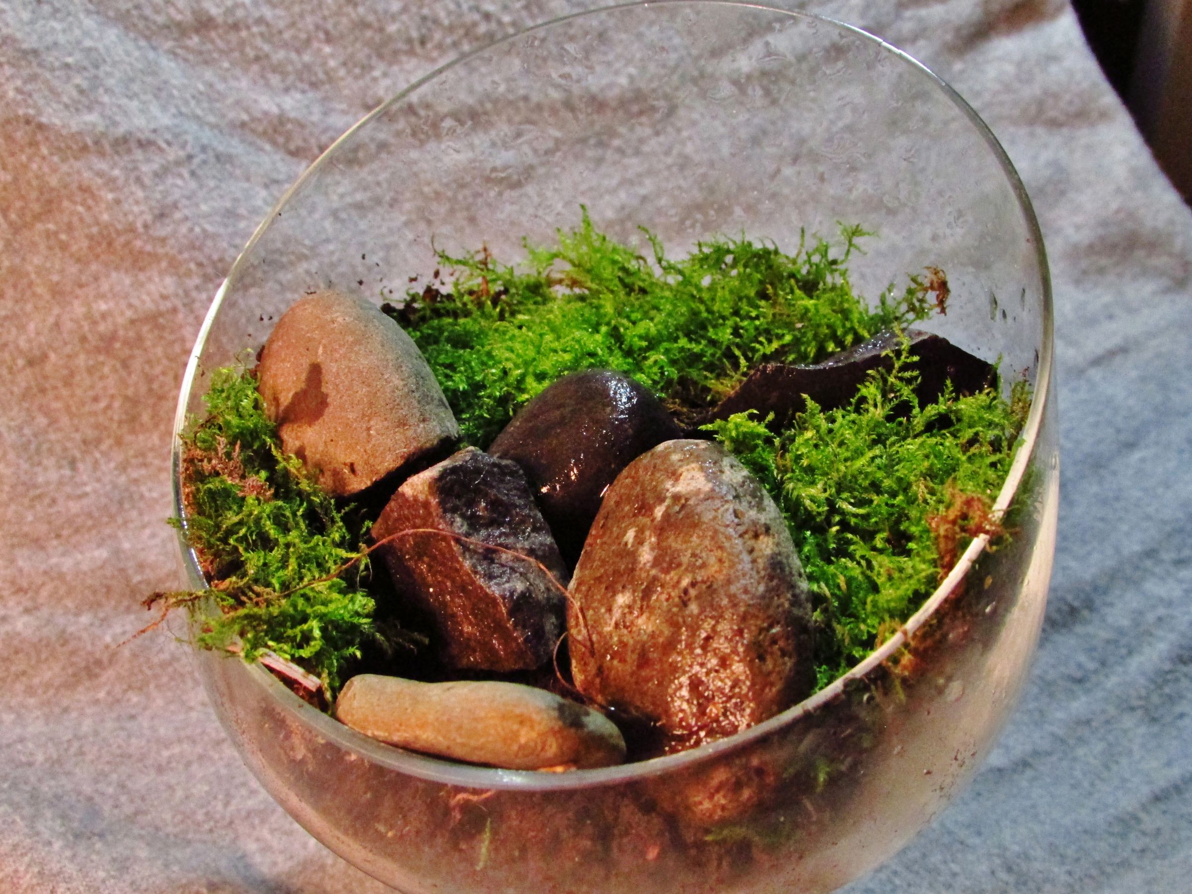 Mini Moss Garden From Backyard Materials : 4 Steps (with Pictures ...
