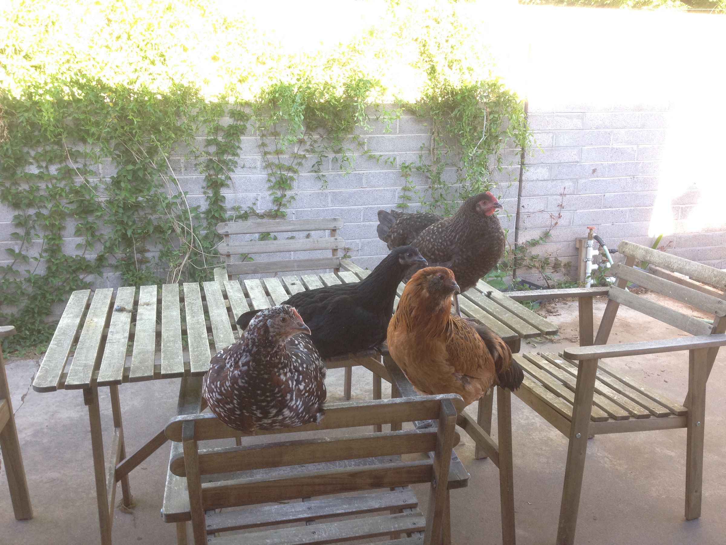Raise Backyard Chickens! : 12 Steps (with Pictures) - Instructables