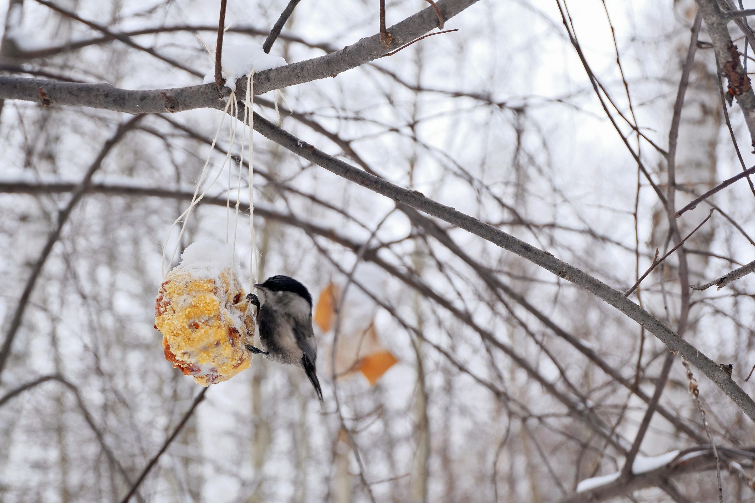 Treats (cakes) for Birds : 18 Steps (with Pictures) - Instructables