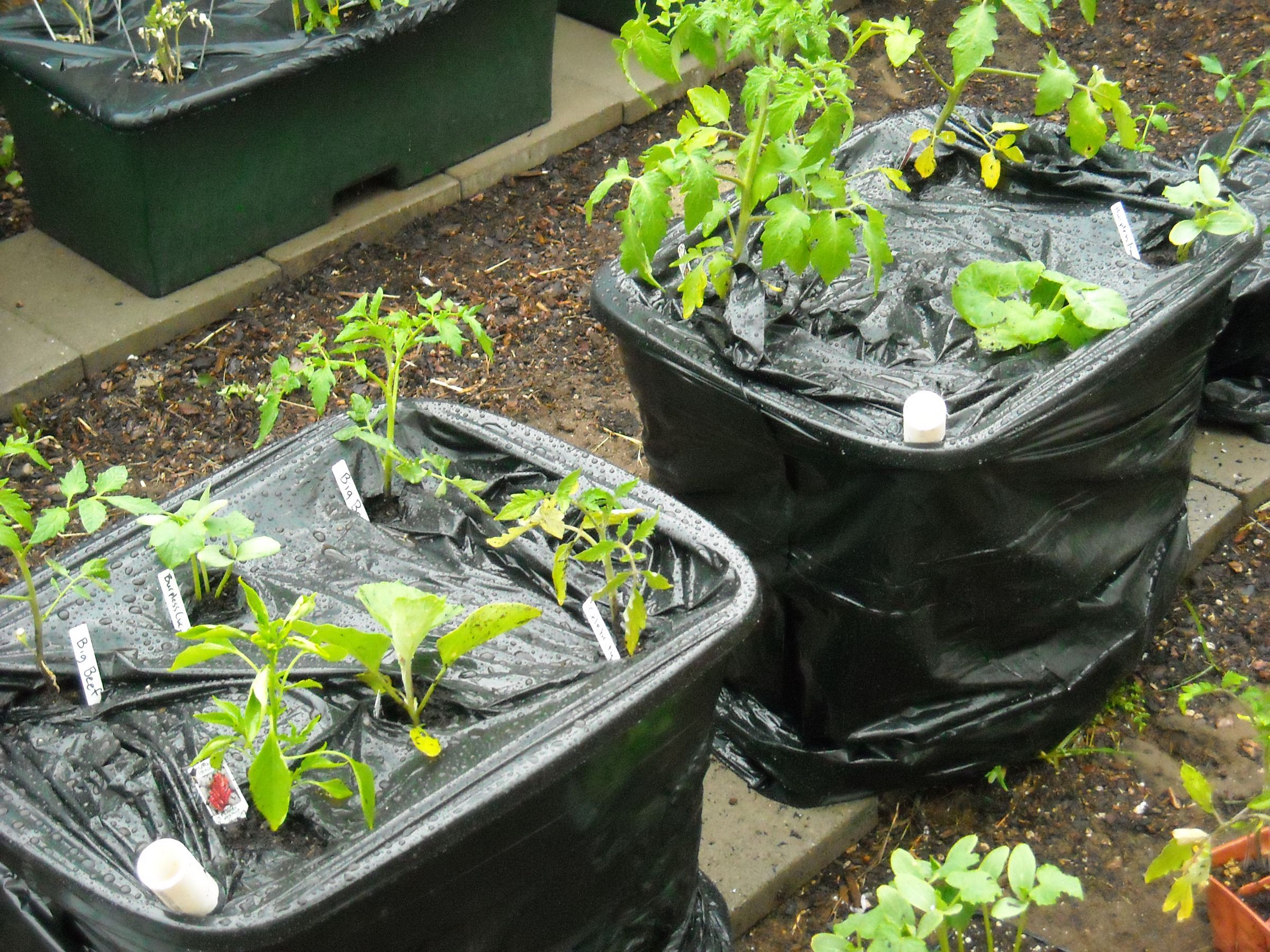 TerraHydro Boxes, the Ultimate Self-Watering Vegetable Container System ...