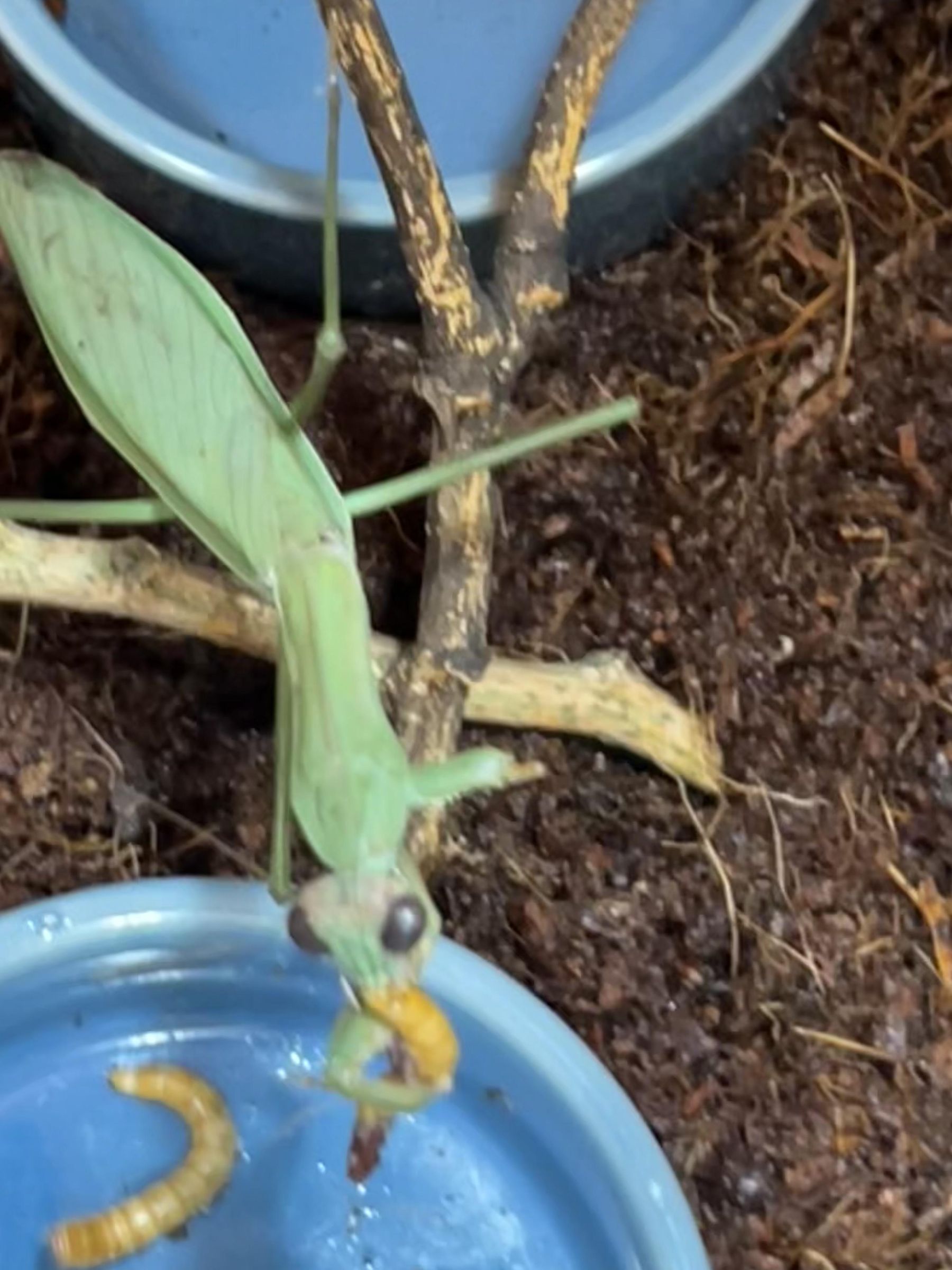 Raising Praying Mantises : 5 Steps (with Pictures) - Instructables
