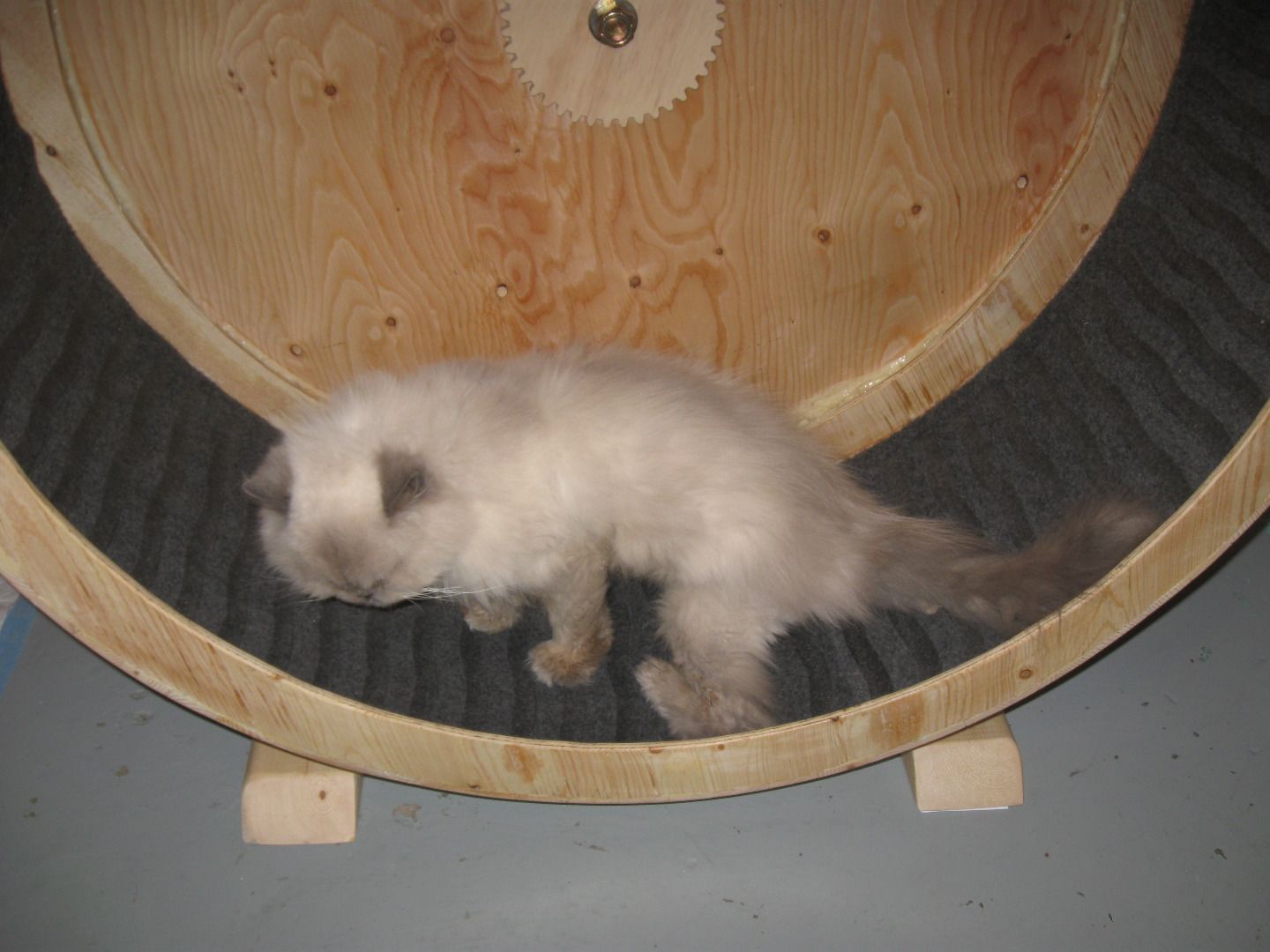 Cat Exercise Wheel Device : 10 Steps (with Pictures) - Instructables