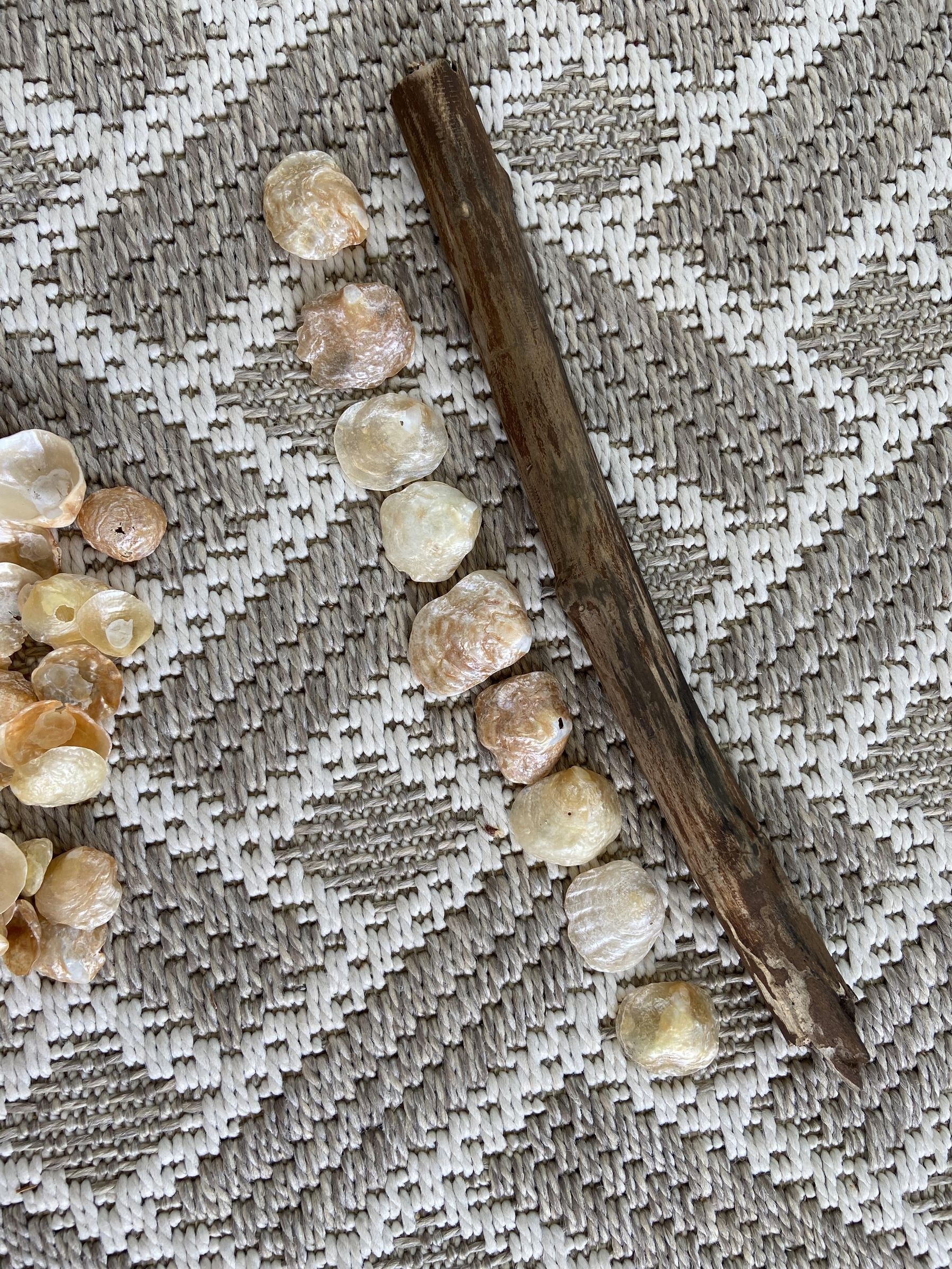 Seashell Wall Hanging : 6 Steps (with Pictures) - Instructables