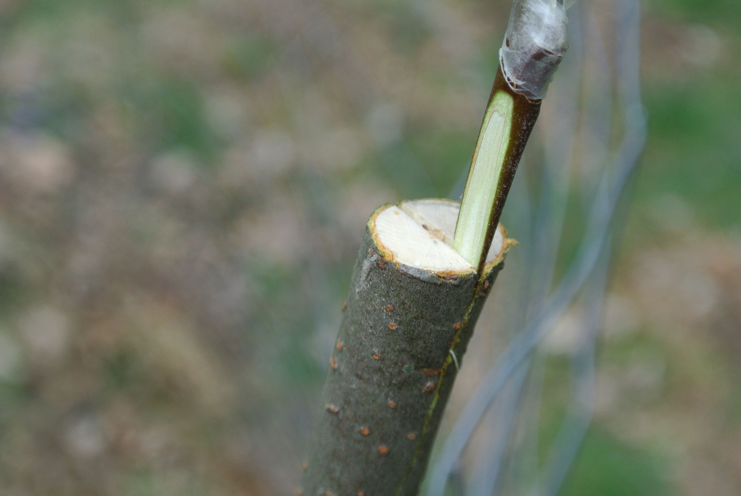 Grafting a Multi-variety Apple Tree. : 10 Steps (with Pictures ...