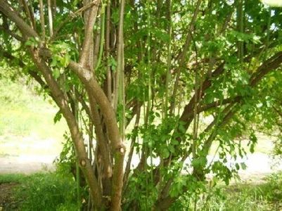 Awesome Fishing Float From Elderberry Wood : 6 Steps (with Pictures ...
