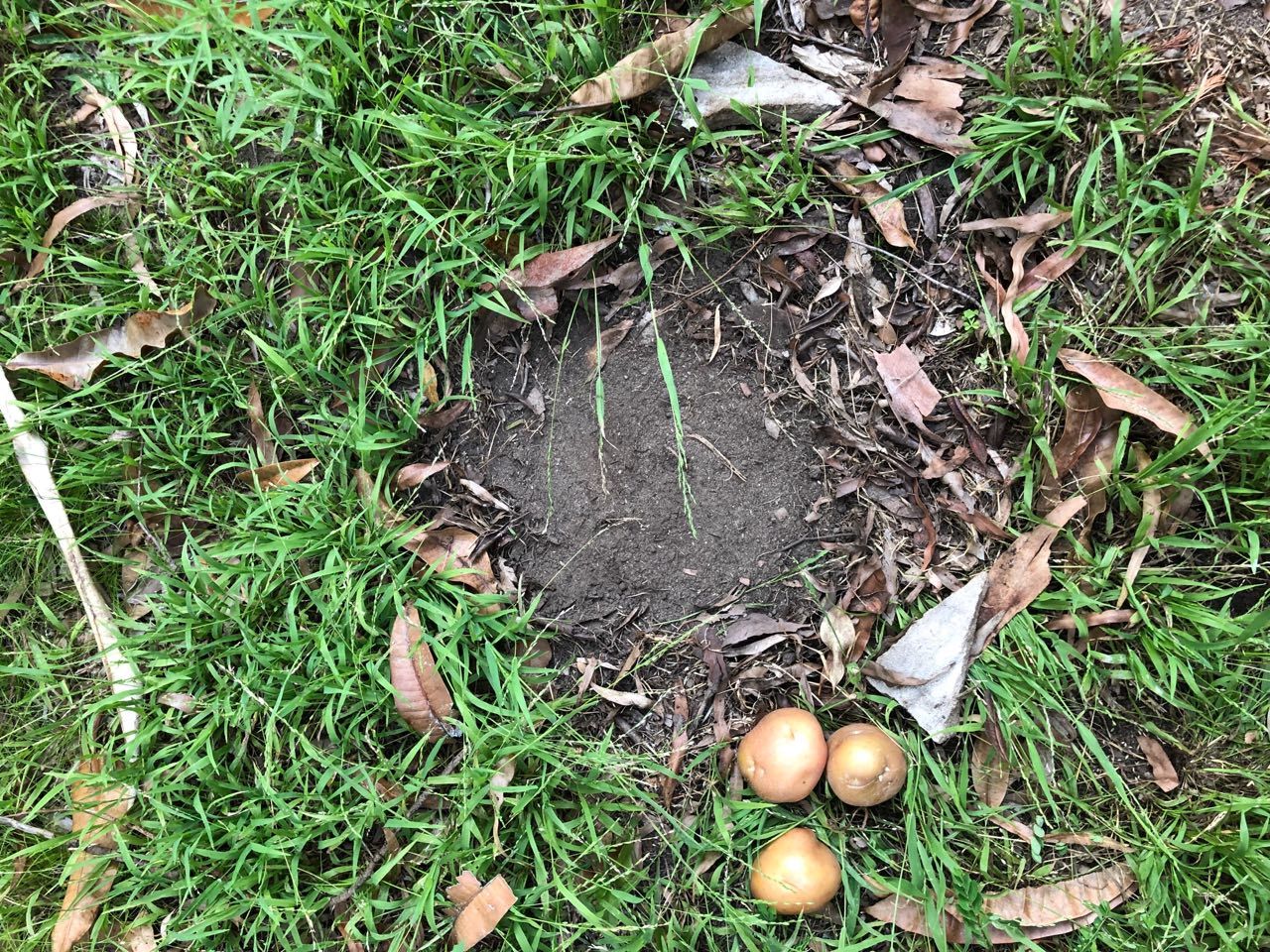 Cardboard Box Potato Grower : 9 Steps (with Pictures) - Instructables