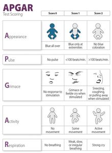 How to Use the Apgar Score to Perform the Initial Assessment of a ...