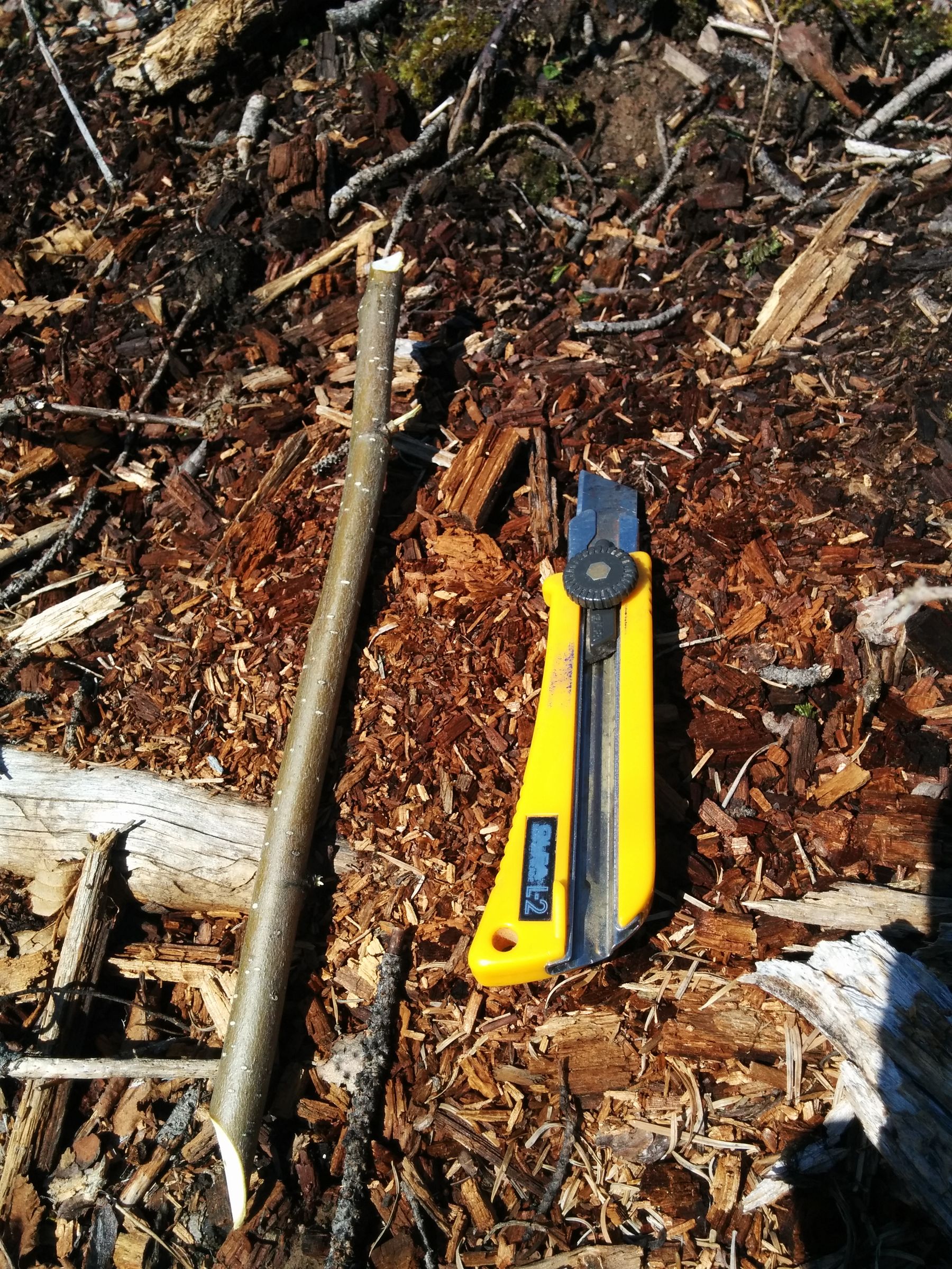 Stick Bark Whistle : 10 Steps (with Pictures) - Instructables