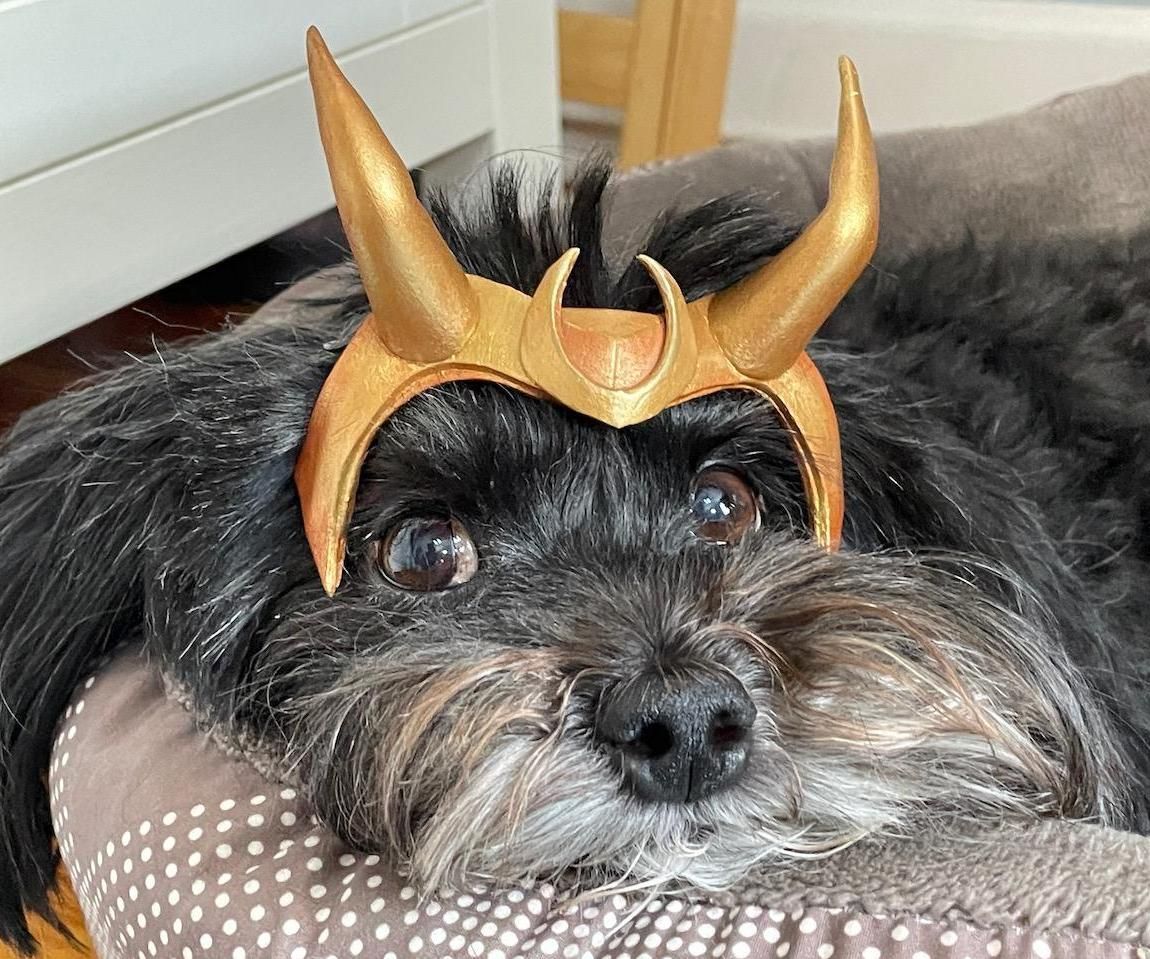 Loki Variant Cosplay - for Pets! : 19 Steps (with Pictures) - Instructables