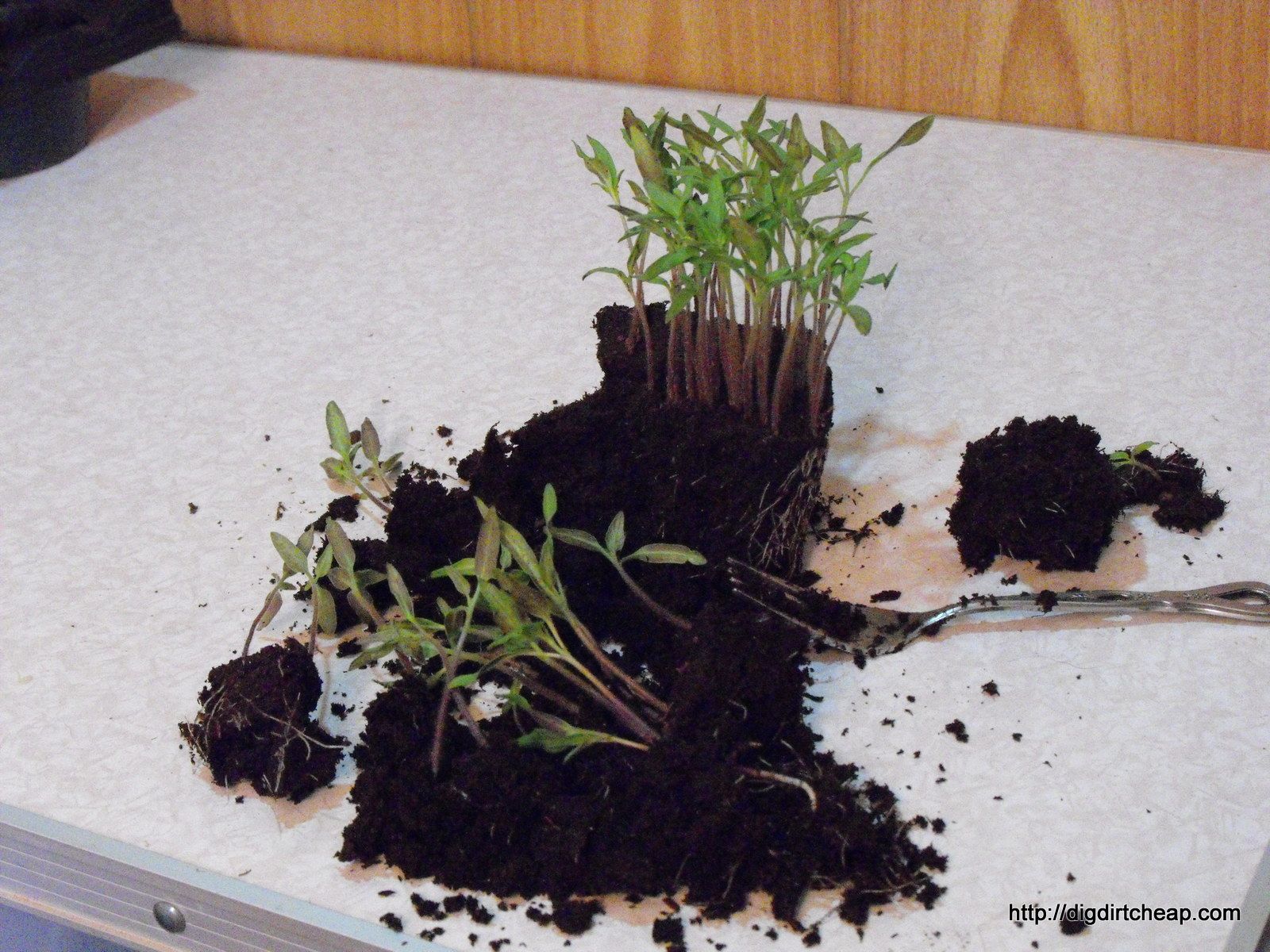 Transplanting Your Tomato Seedlings : 10 Steps (with Pictures ...