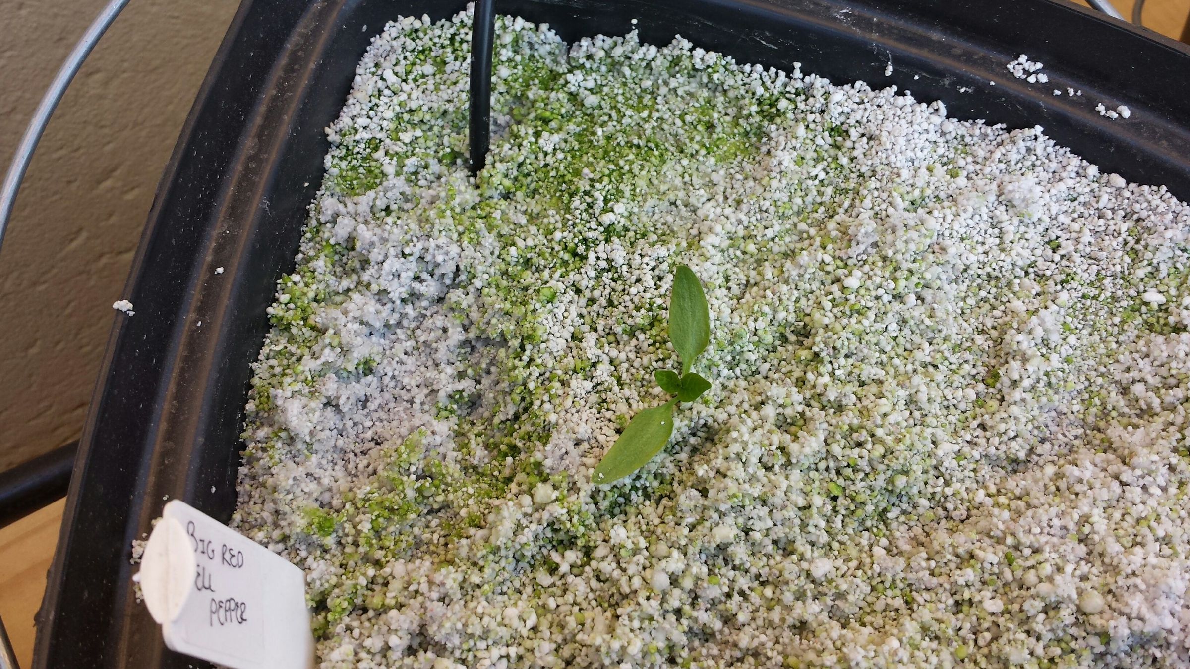 Dutch Bucket Hydroponics : 8 Steps (with Pictures) - Instructables