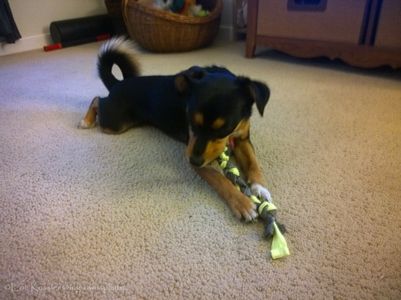 The Upcycled Dog Toy : 4 Steps (with Pictures) - Instructables