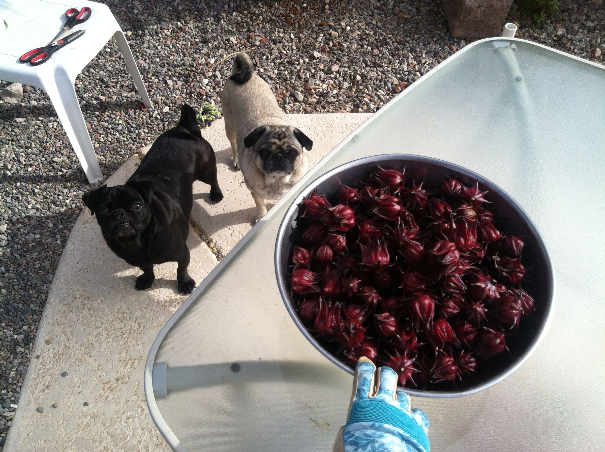 Roselle Syrup for Drinks! : 5 Steps (with Pictures) - Instructables