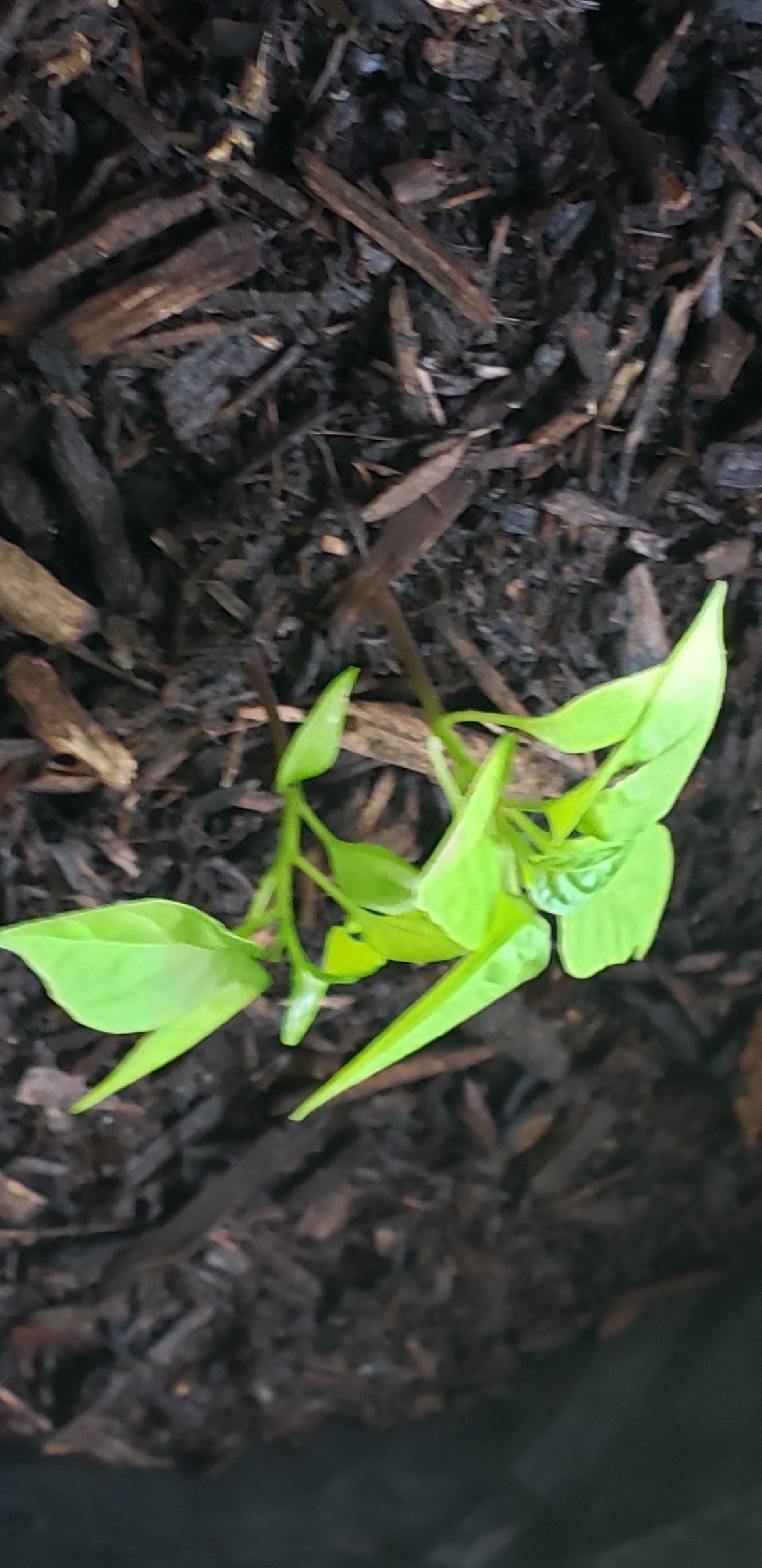 Growing the Carolina Reaper : 5 Steps - Instructables