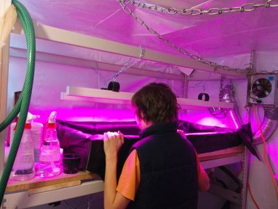 How to Build a Basement Hydroponic Garden : 20 Steps - Instructables