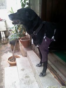 Dog Leg Stitches Protector With a Sock : 4 Steps (with Pictures ...