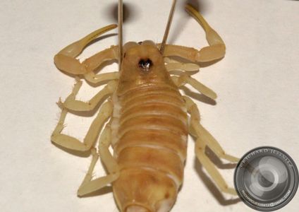 Dry-Mounting a Scorpion : 10 Steps (with Pictures) - Instructables