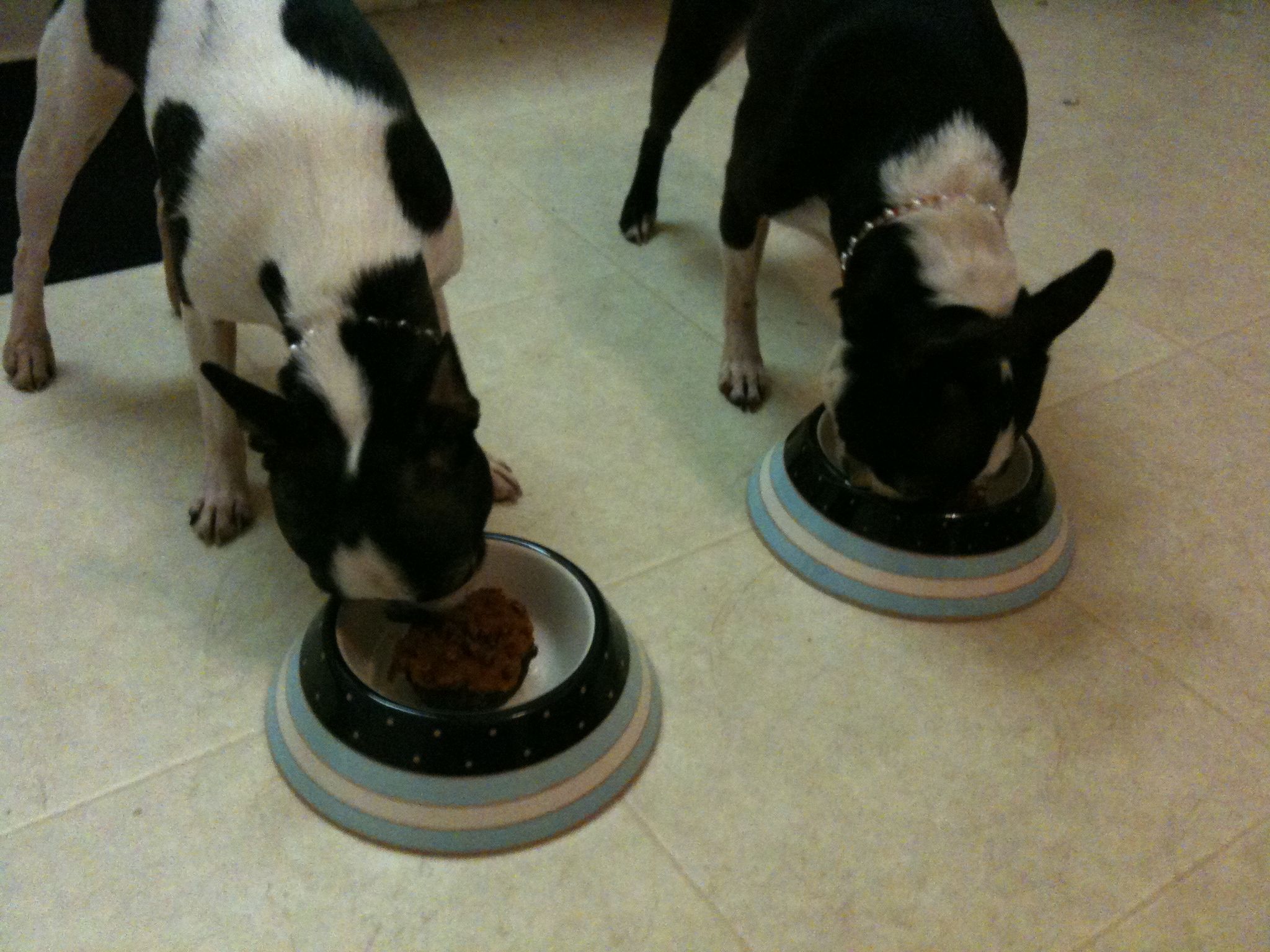 PupCakes! : 4 Steps (with Pictures) - Instructables