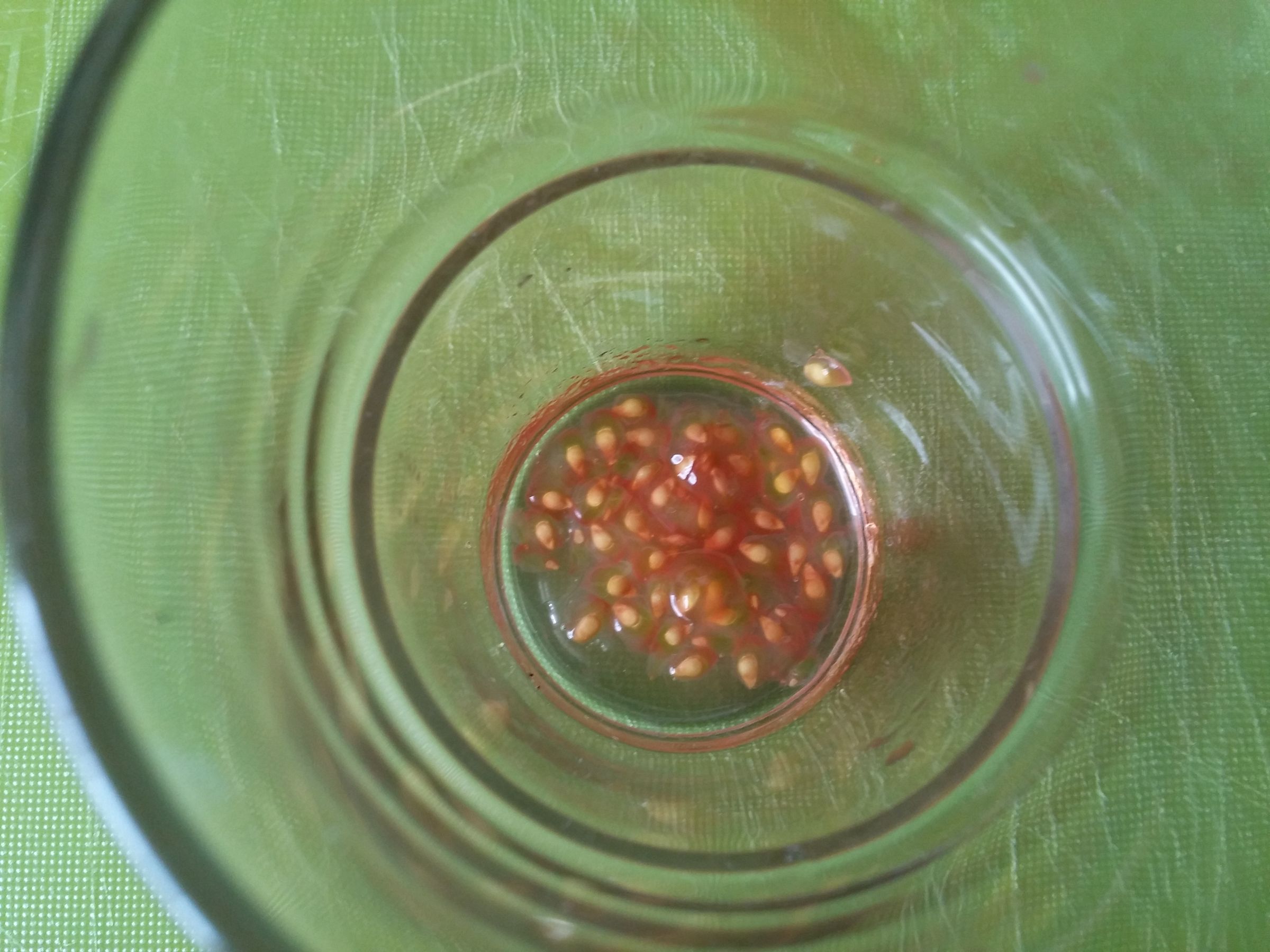 How to Harvest and Replant Tomato Seeds : 6 Steps (with Pictures ...