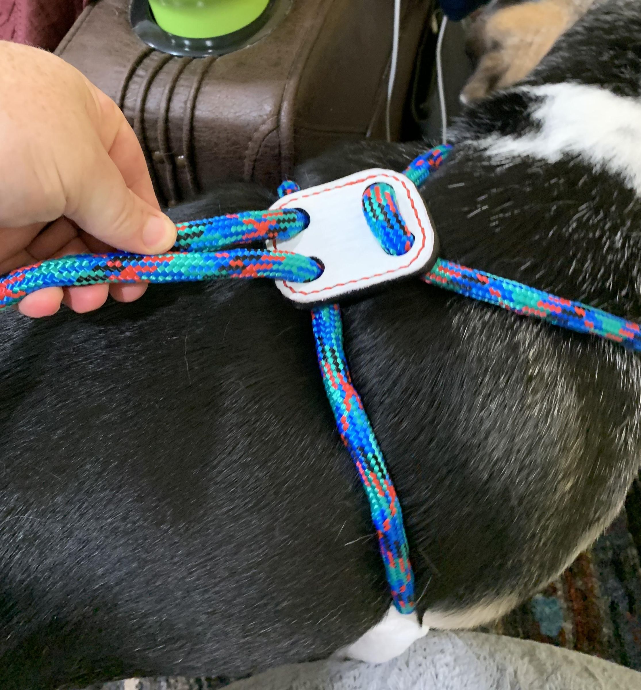DIY Escape Proof Dog Harness-Leash : 15 Steps (with Pictures ...