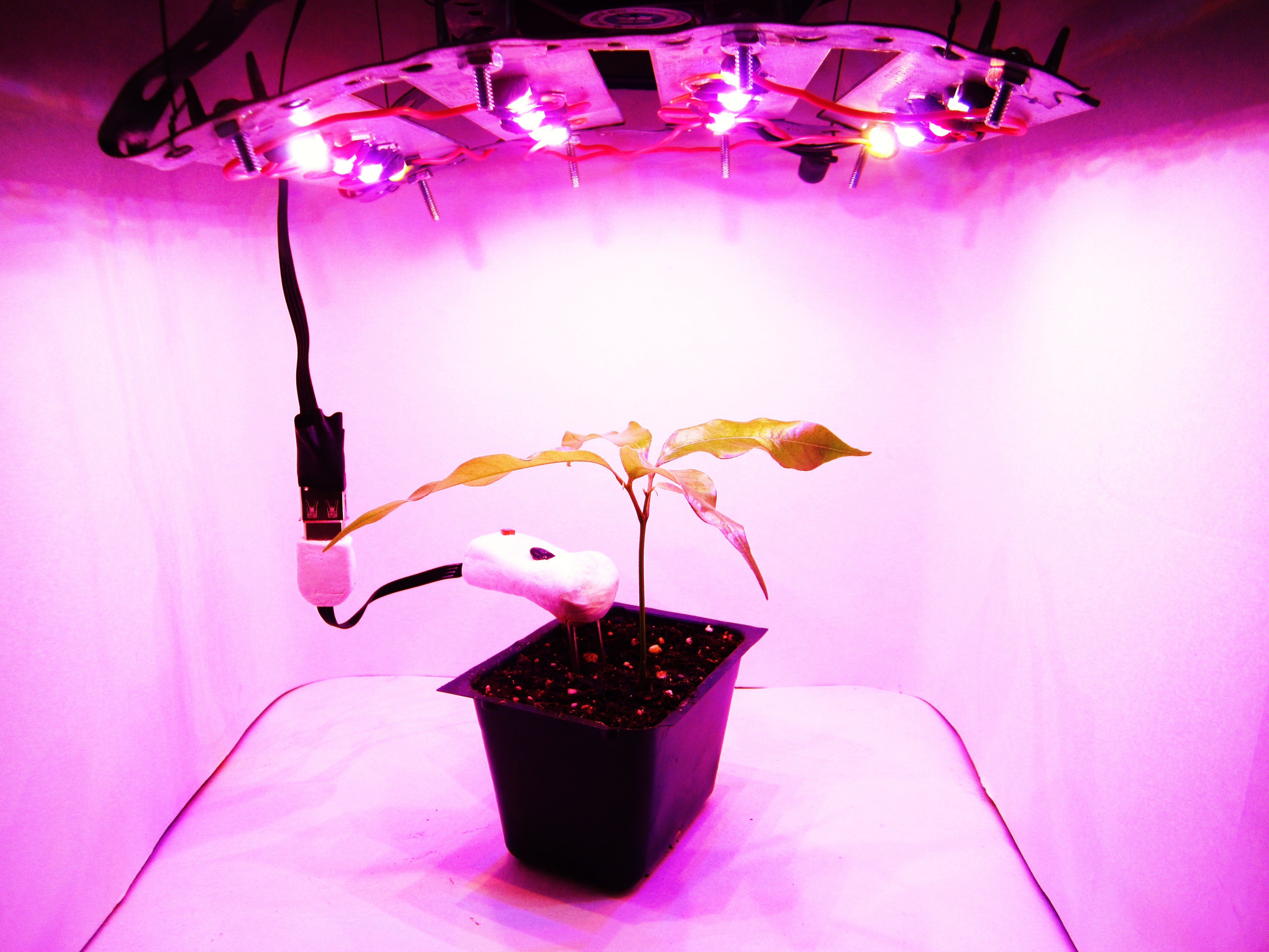 Grow Box - Novice / Entry Level : 8 Steps (with Pictures) - Instructables