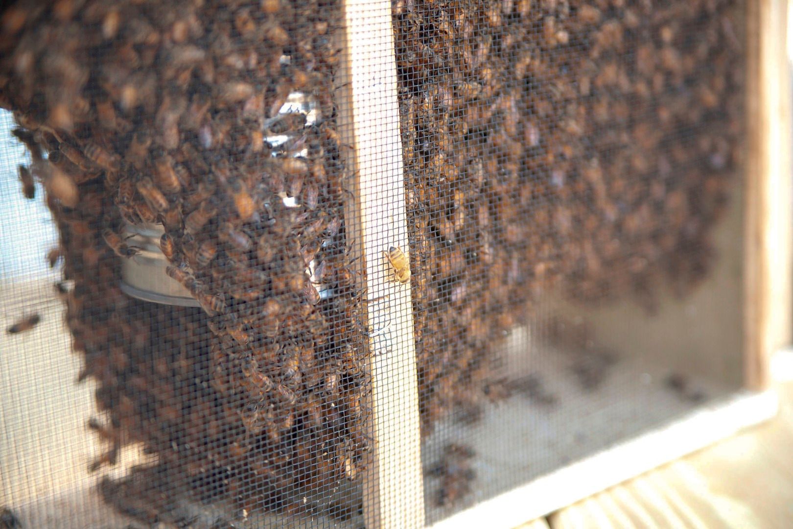Start a Back Yard Honey Bee Hive : 10 Steps (with Pictures) - Instructables