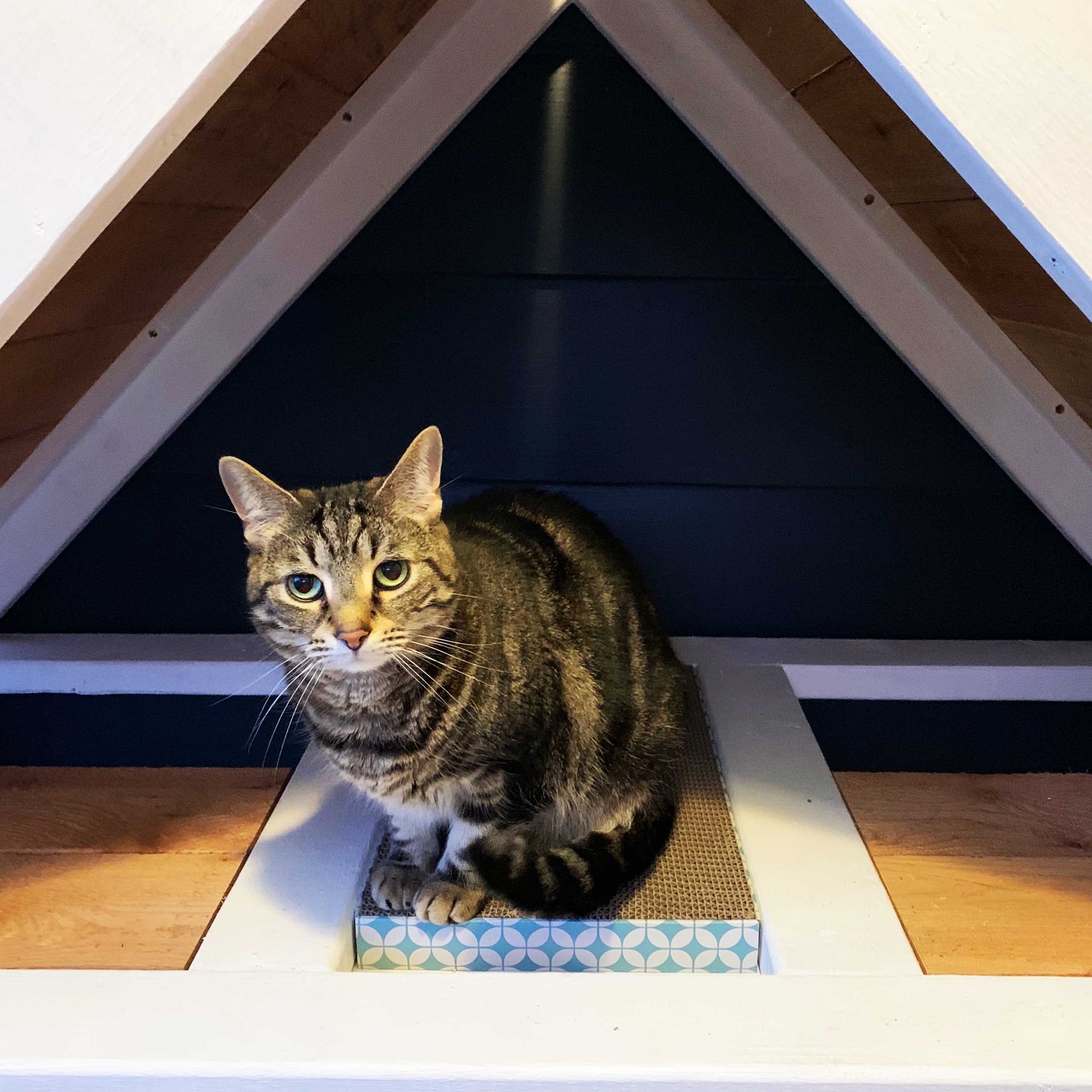 The Ultimate Cat Condo : 18 Steps (with Pictures) - Instructables