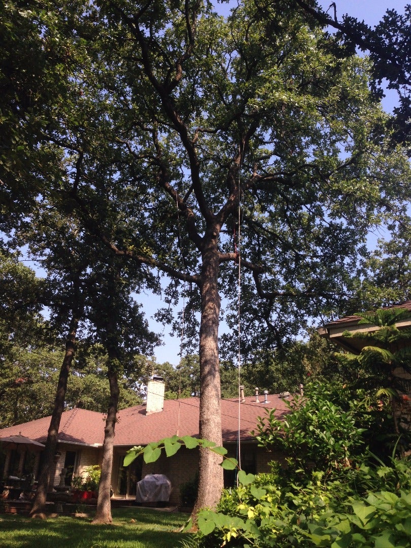 Tree Net : 5 Steps (with Pictures) - Instructables