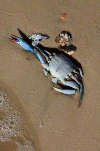 Crabbing for Beginners : 8 Steps (with Pictures) - Instructables
