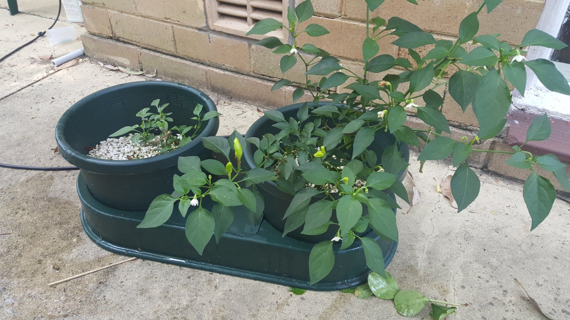 How to Set Up an Autopot Hydroponics Kit : 6 Steps - Instructables