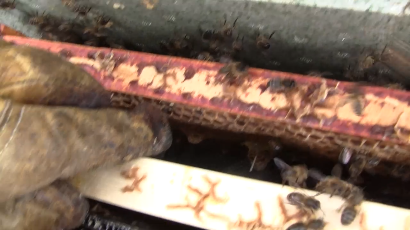 An Easy Way to Make a Nucleus of Honey Bees With Queen Cell Grafting ...