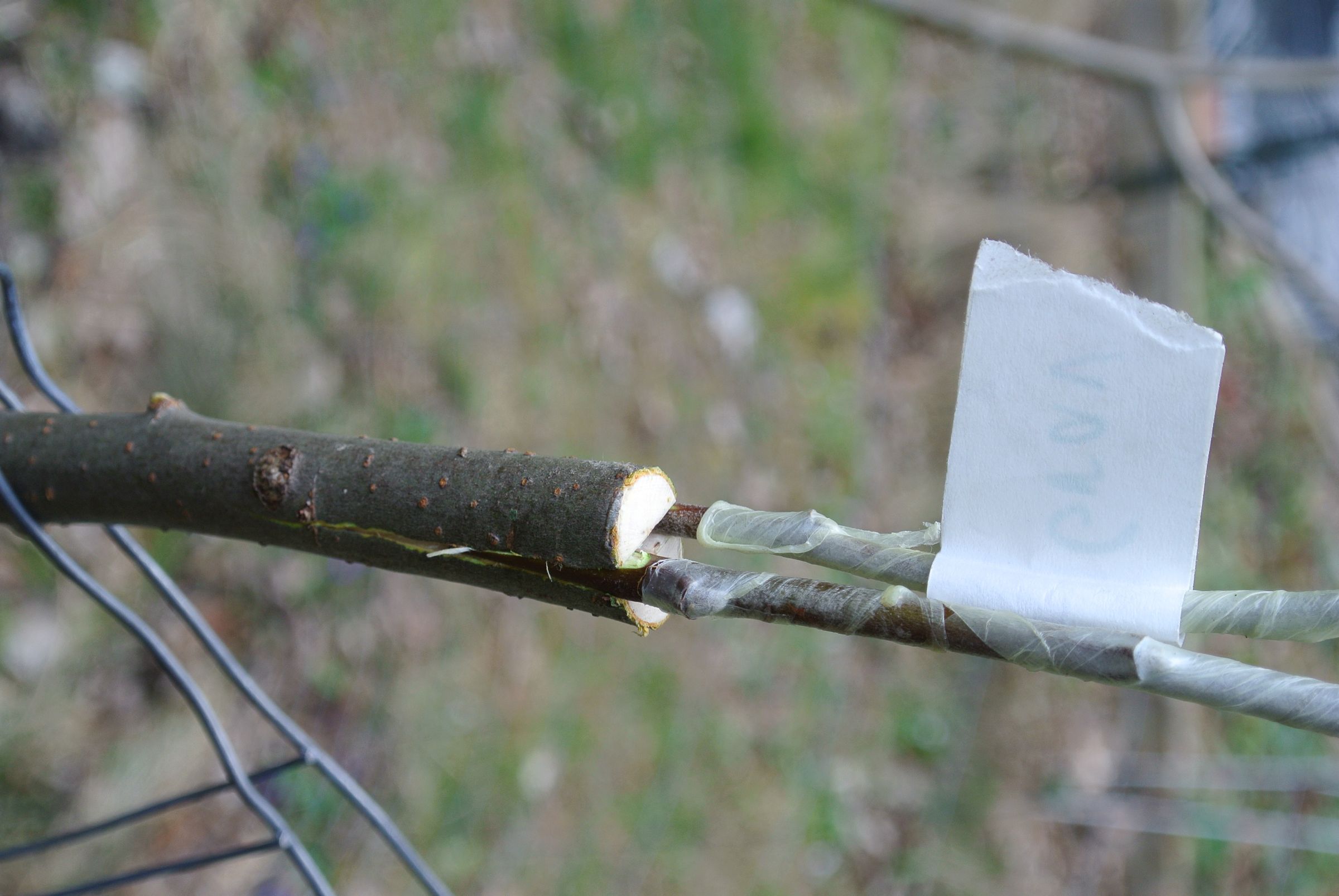 Grafting a Multi-variety Apple Tree. : 10 Steps (with Pictures ...