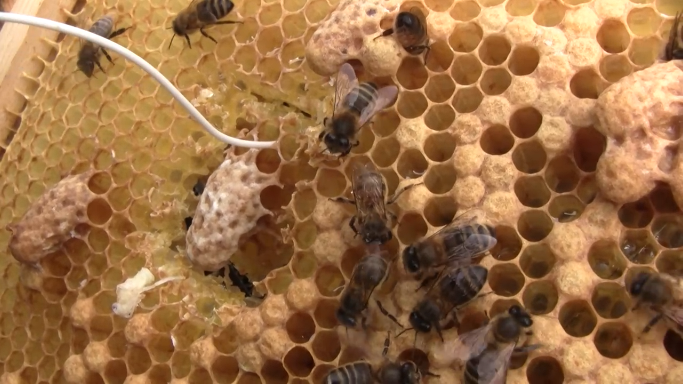An Easy Way to Make a Nucleus of Honey Bees With Queen Cell Grafting ...
