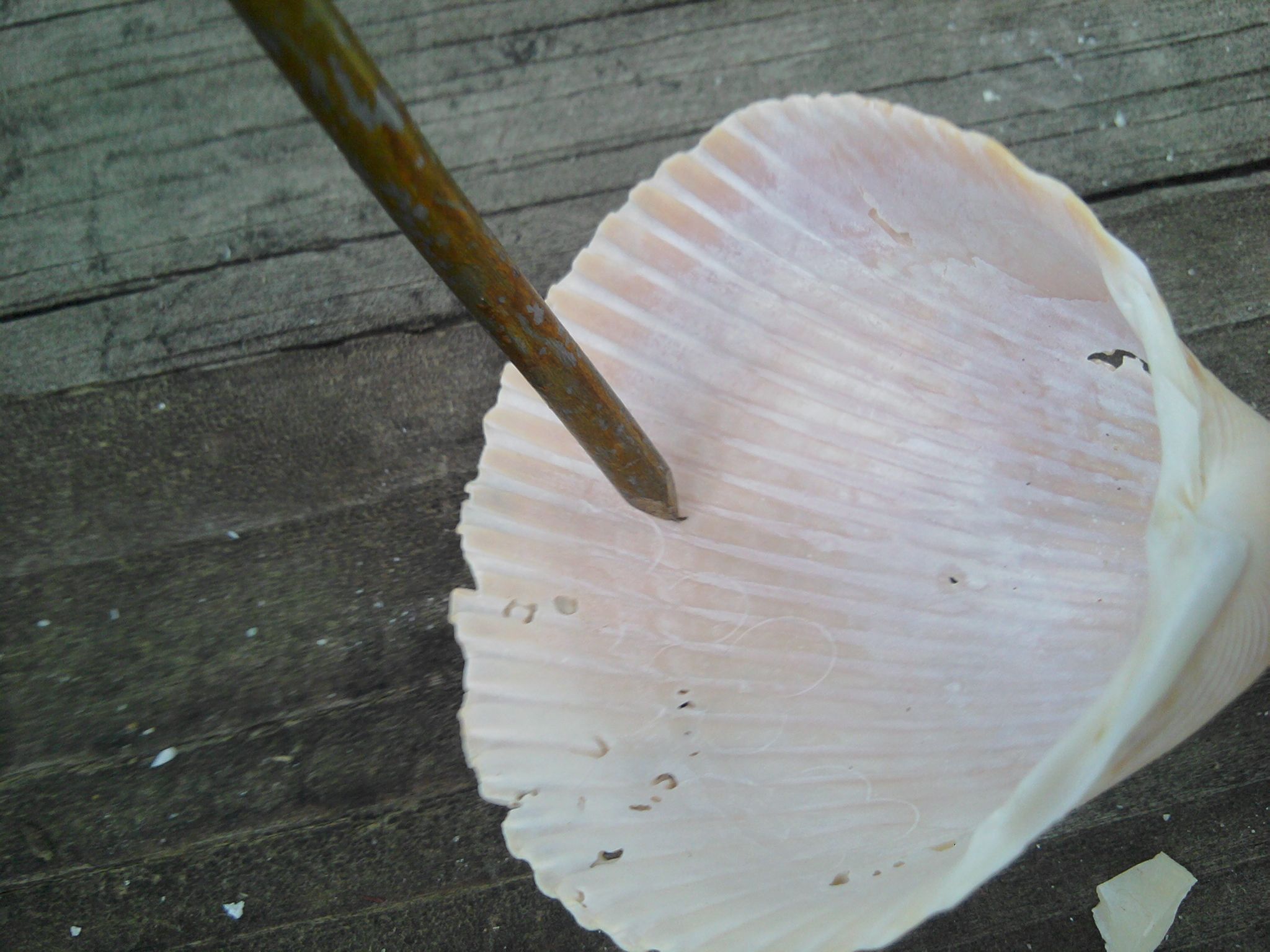 Seashell Windchime : 5 Steps - Instructables