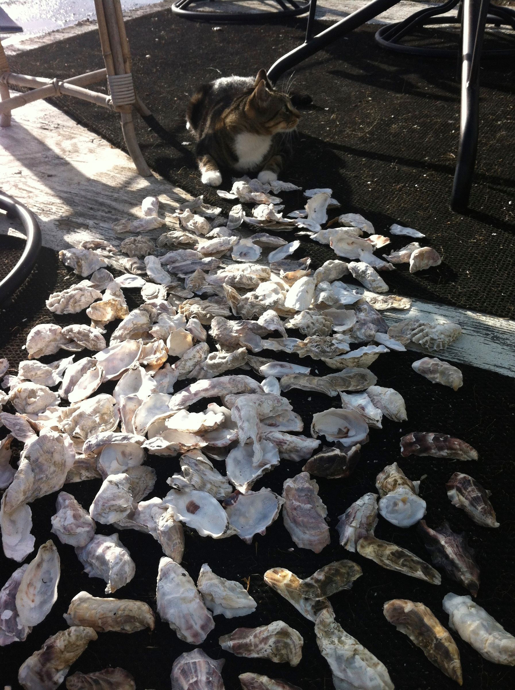 Oyster Shell Tiles : 9 Steps (with Pictures) - Instructables