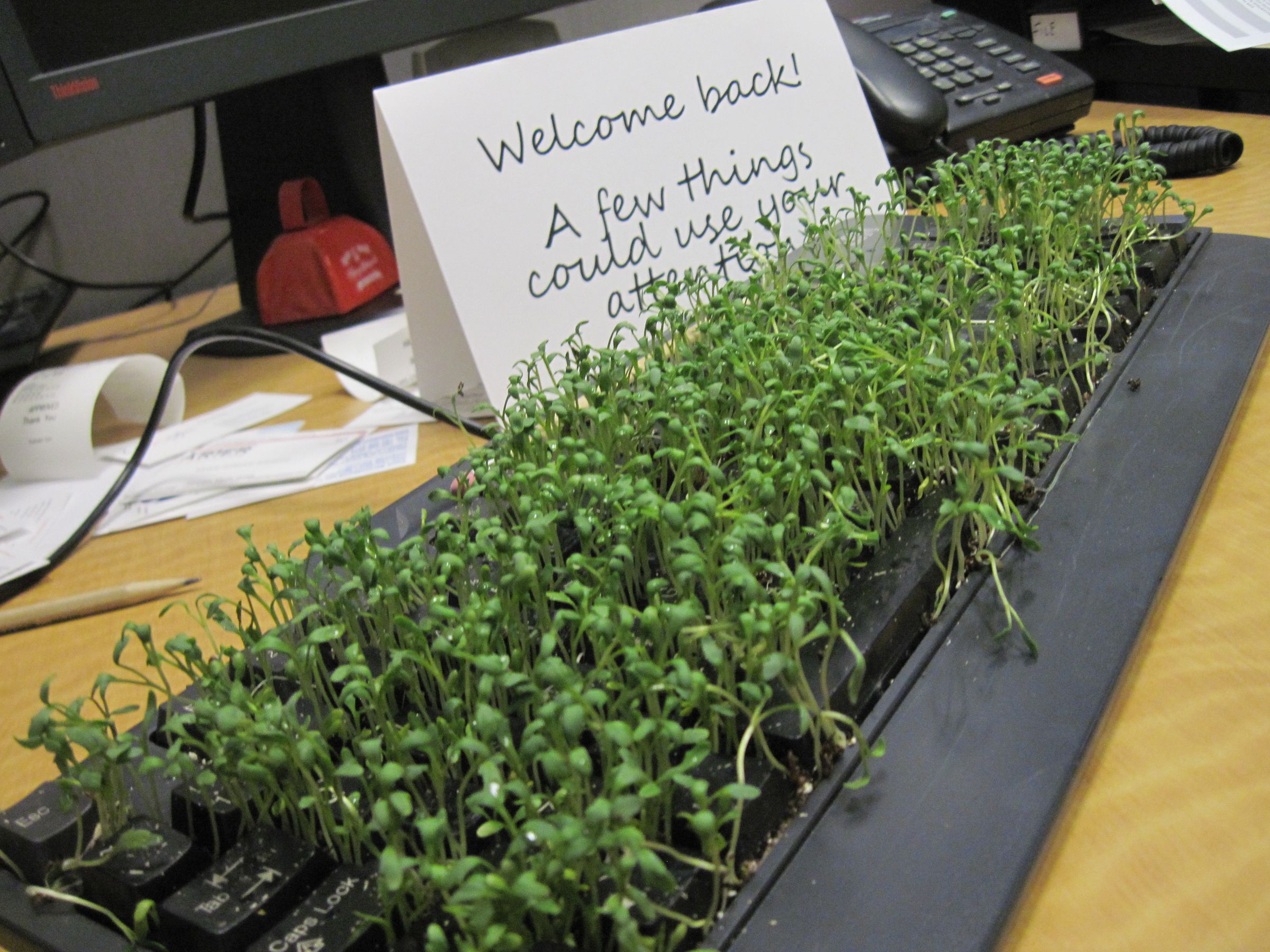 Grow a Keyboard : 10 Steps (with Pictures) - Instructables