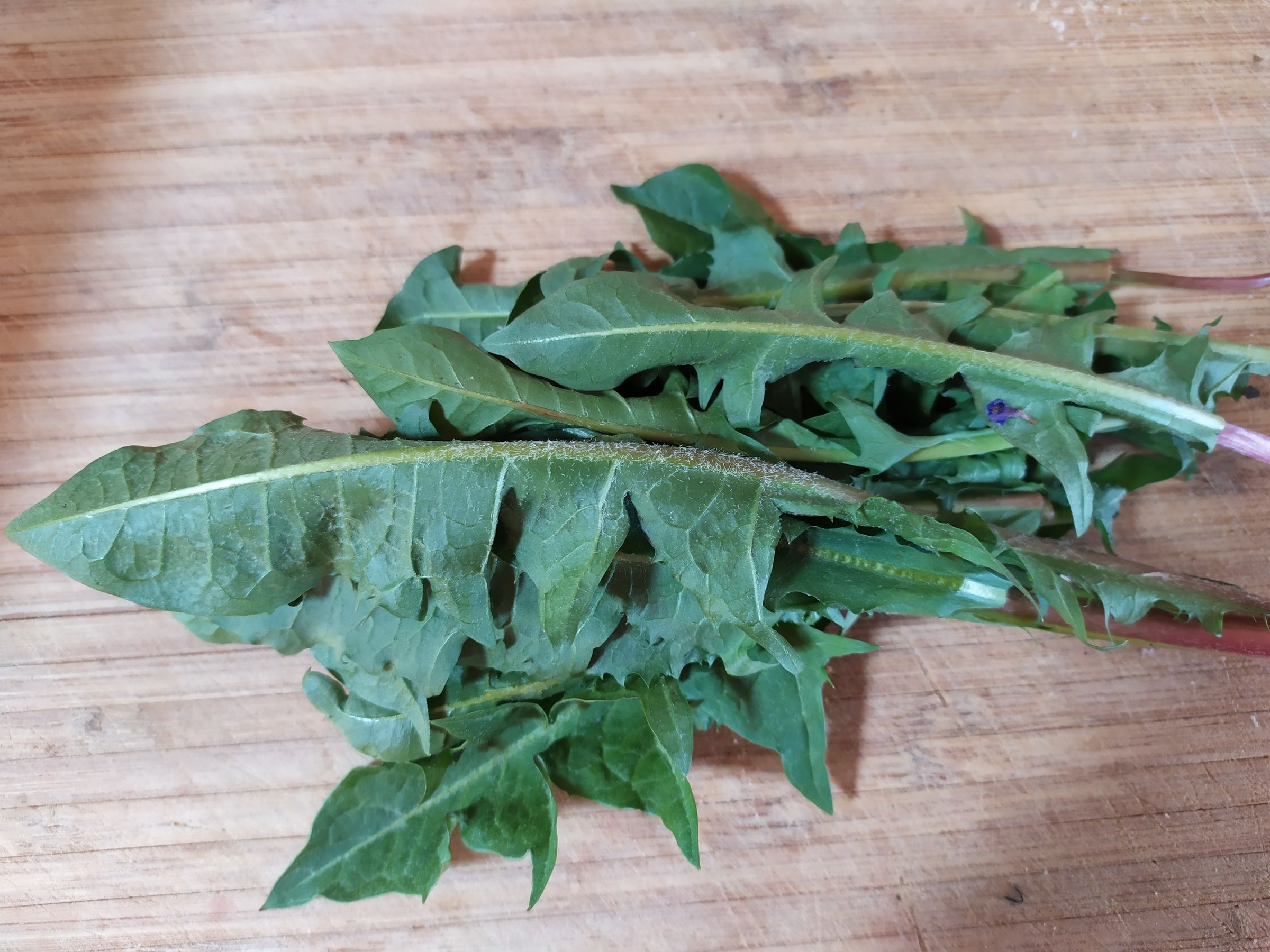 False Spinach - Cooking With the Weeds in Your Garden (with Pictures ...