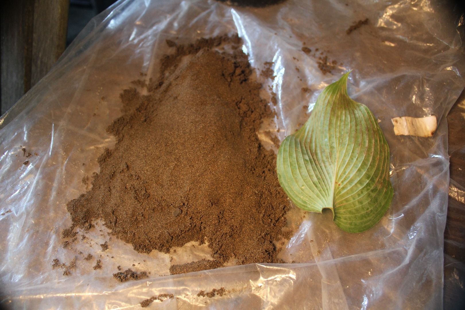 Concrete Leaf Casting : 4 Steps (with Pictures) - Instructables