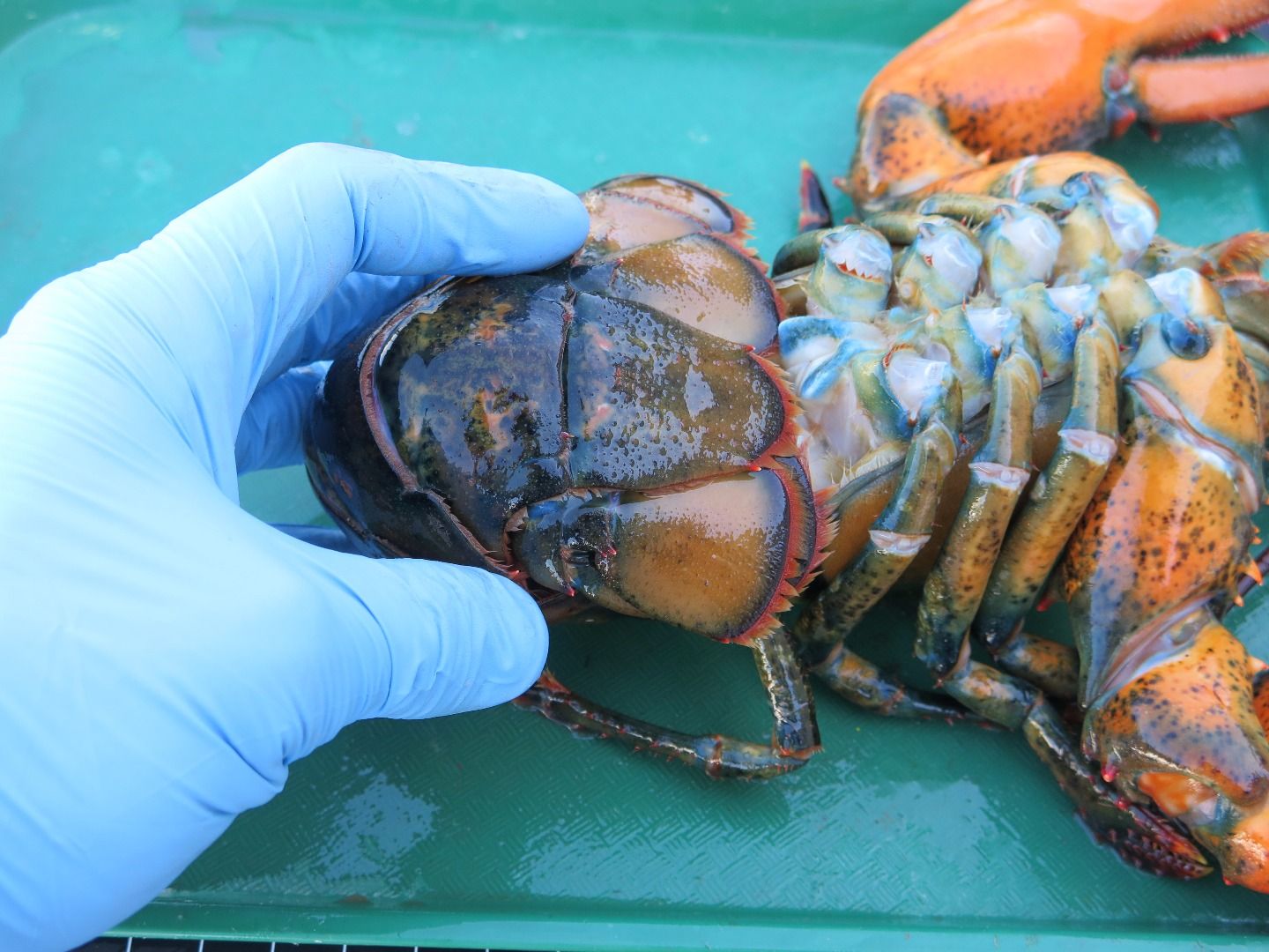 Lobster Dissection : 11 Steps - Instructables