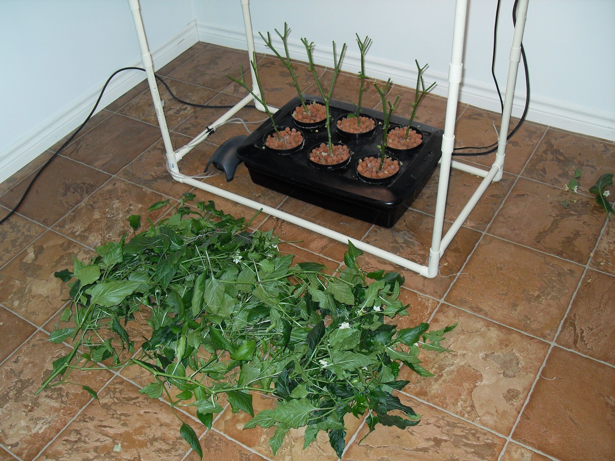 My Indoor DWC Hydroponics System : 10 Steps (with Pictures) - Instructables