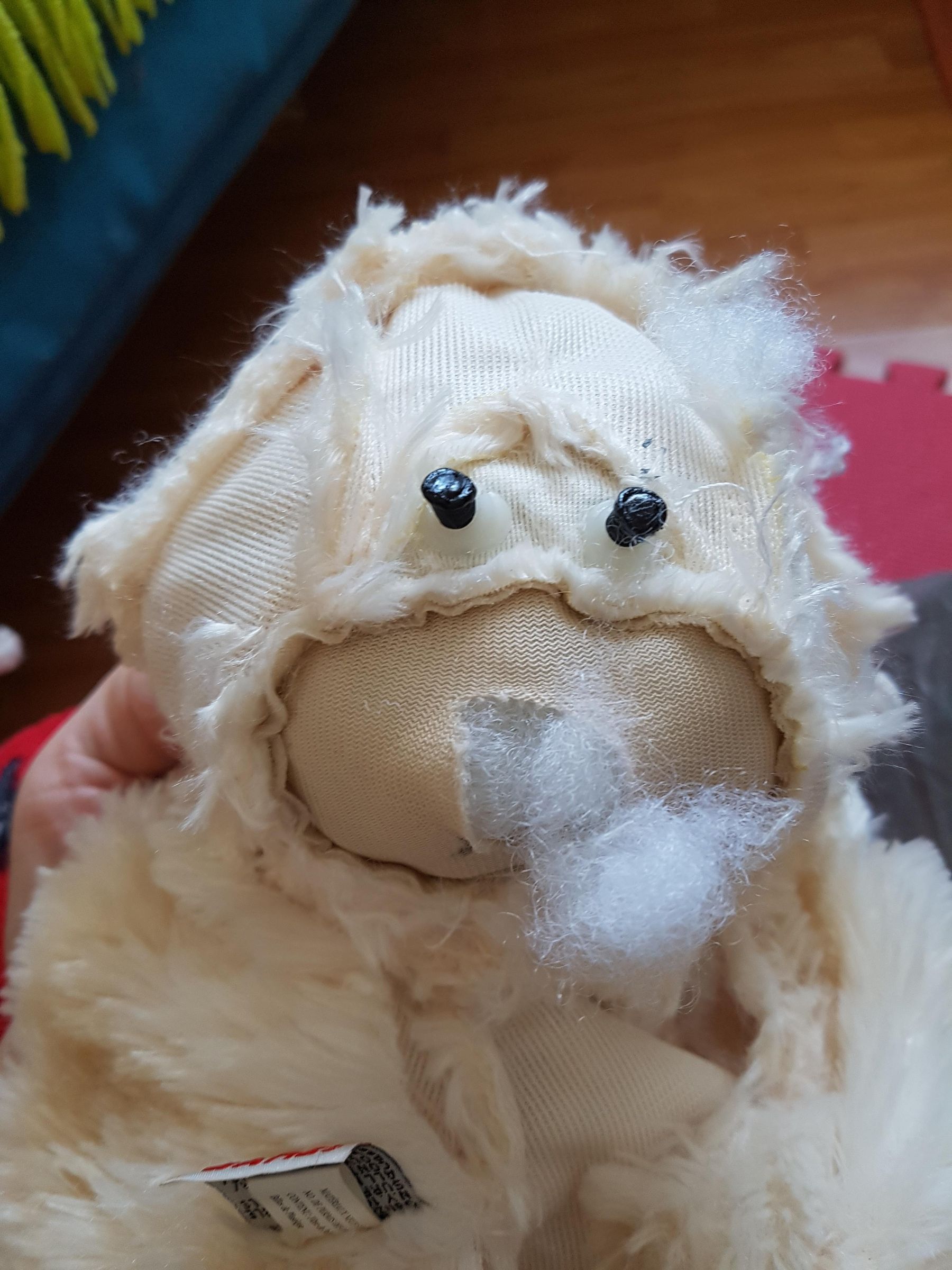 Turn Your Pet Into a Real Life Teddy Bear : 7 Steps (with Pictures ...