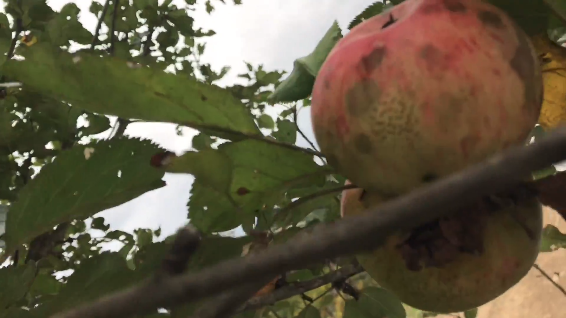How to ORGANICALLY Dry Apples : 4 Steps - Instructables