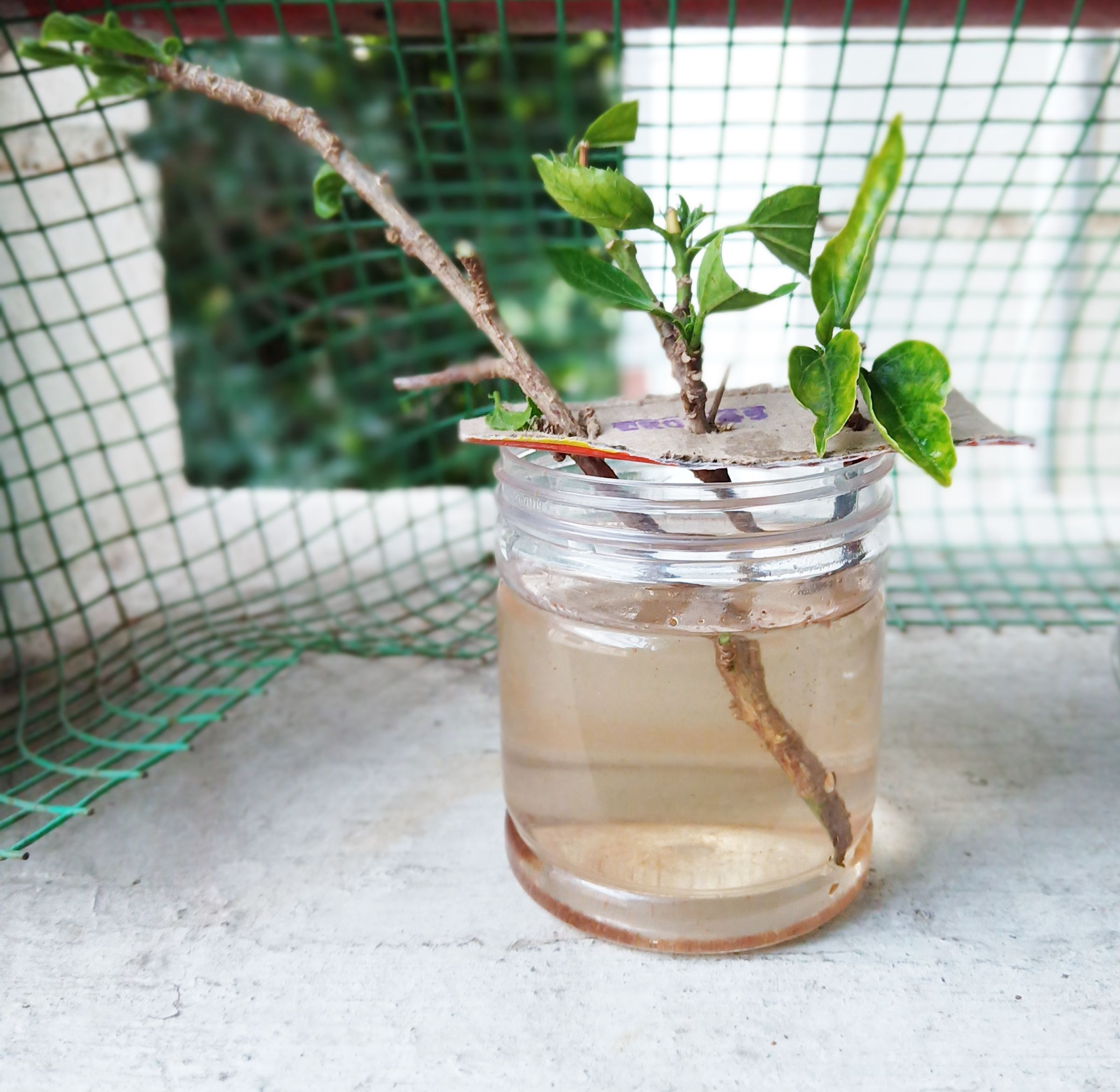 Steps to Grow Plants From Stem Cuttings : 7 Steps (with Pictures ...