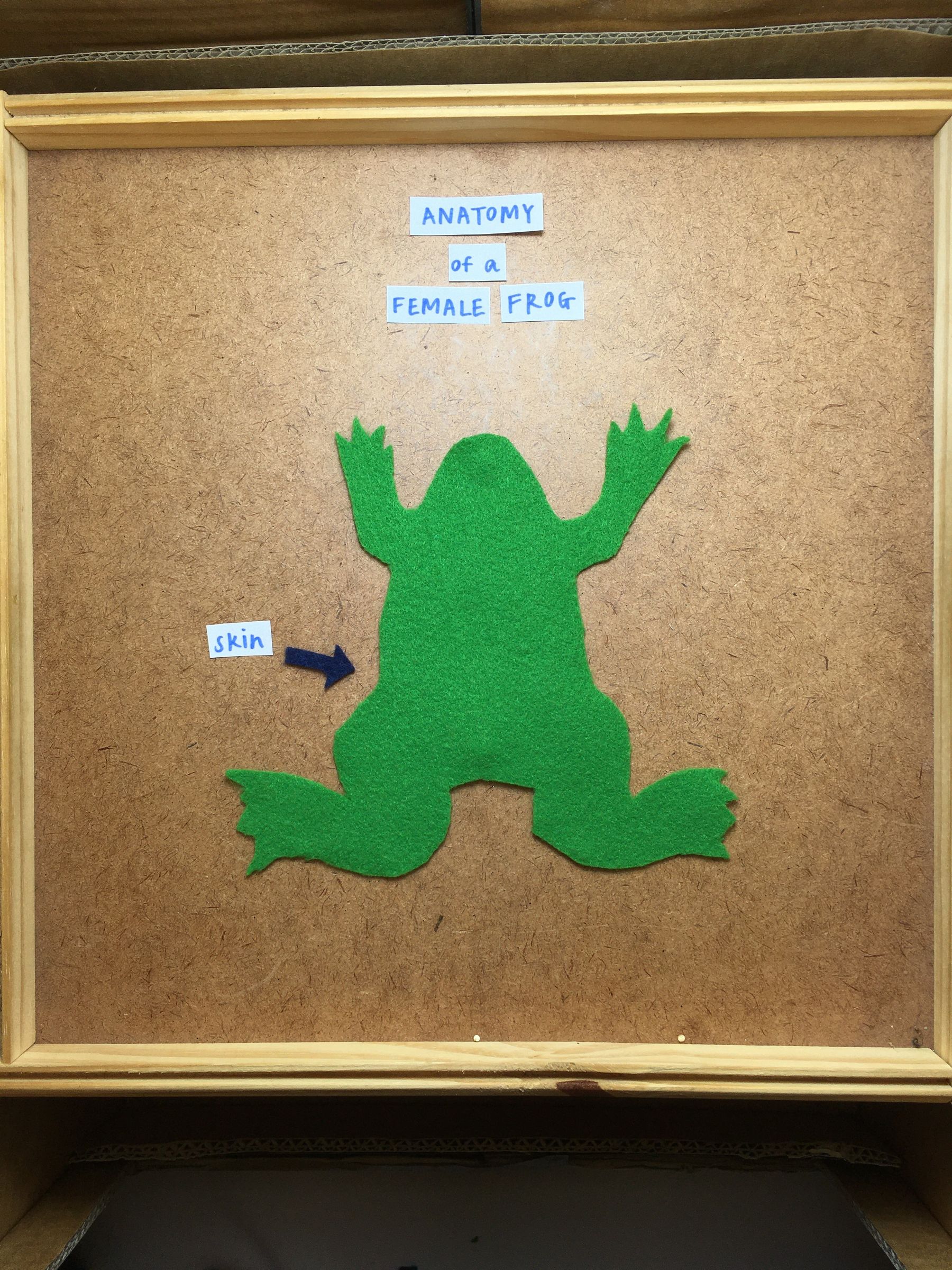 DIY Frog for Dissecting : 11 Steps (with Pictures) - Instructables