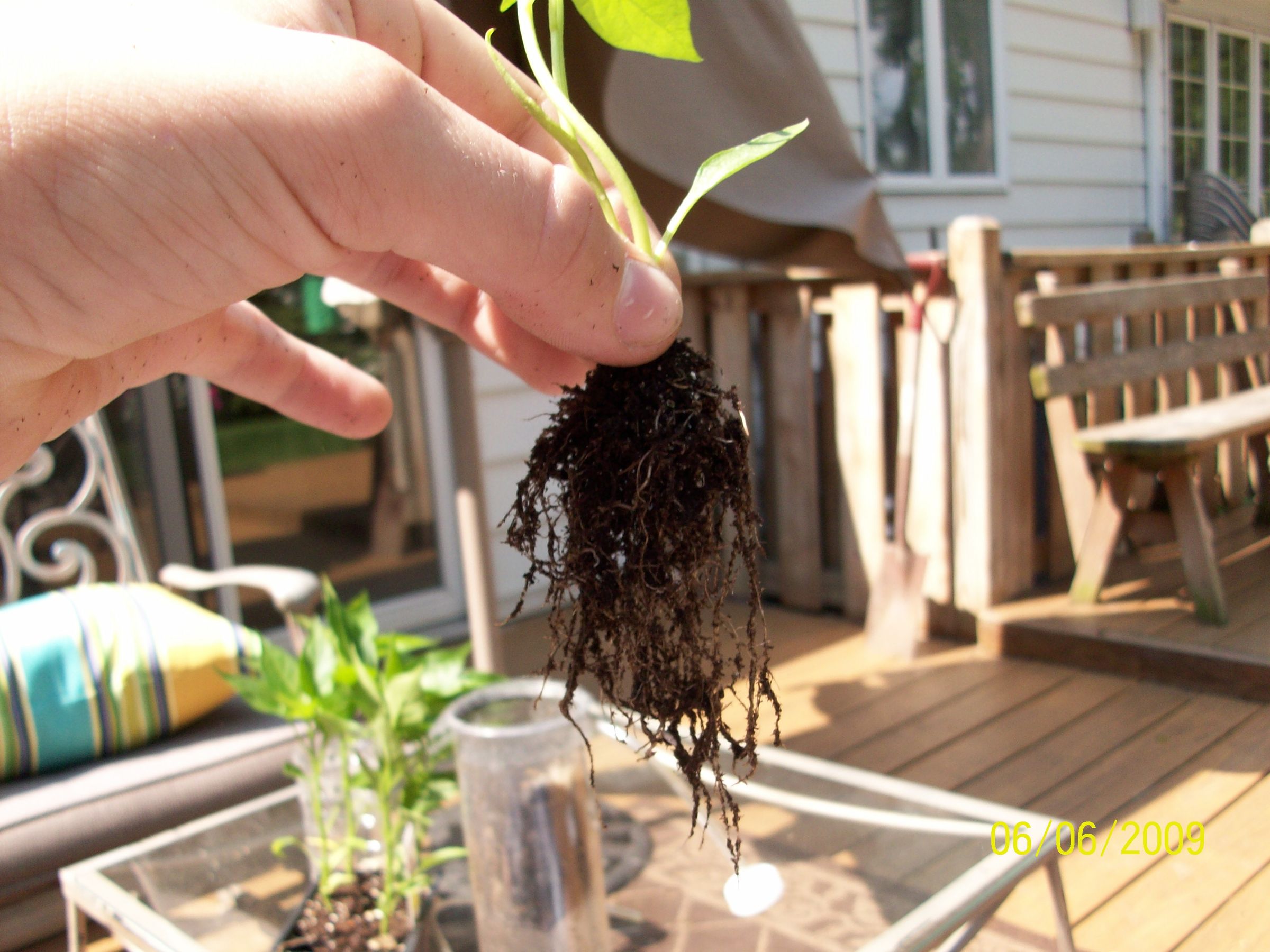 Single Plant Hydroponics (easy) : 5 Steps - Instructables