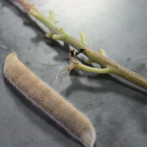 Harvest Bluebonnet Seeds : 3 Steps - Instructables