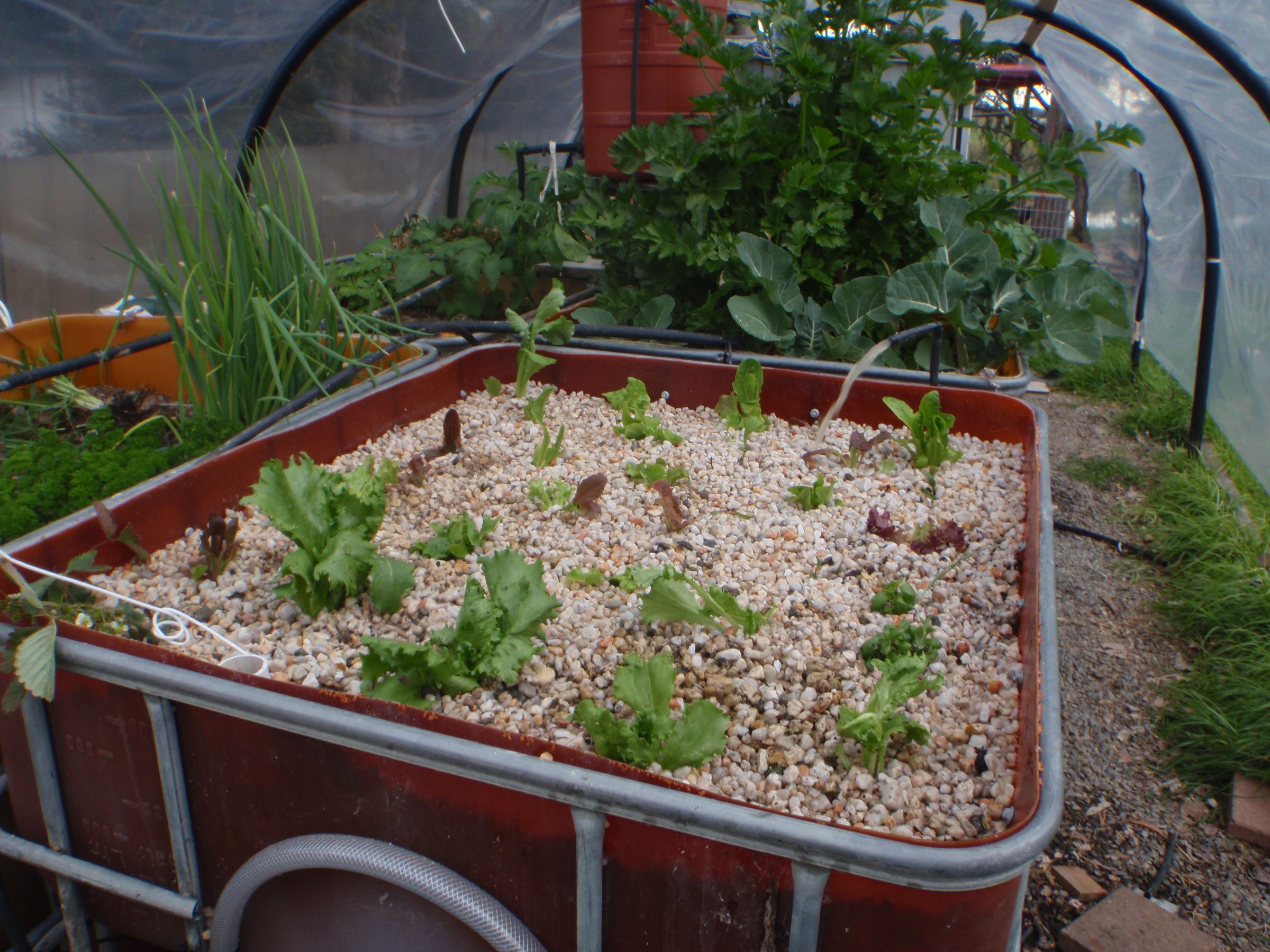 Vermiponic Garden : 12 Steps (with Pictures) - Instructables