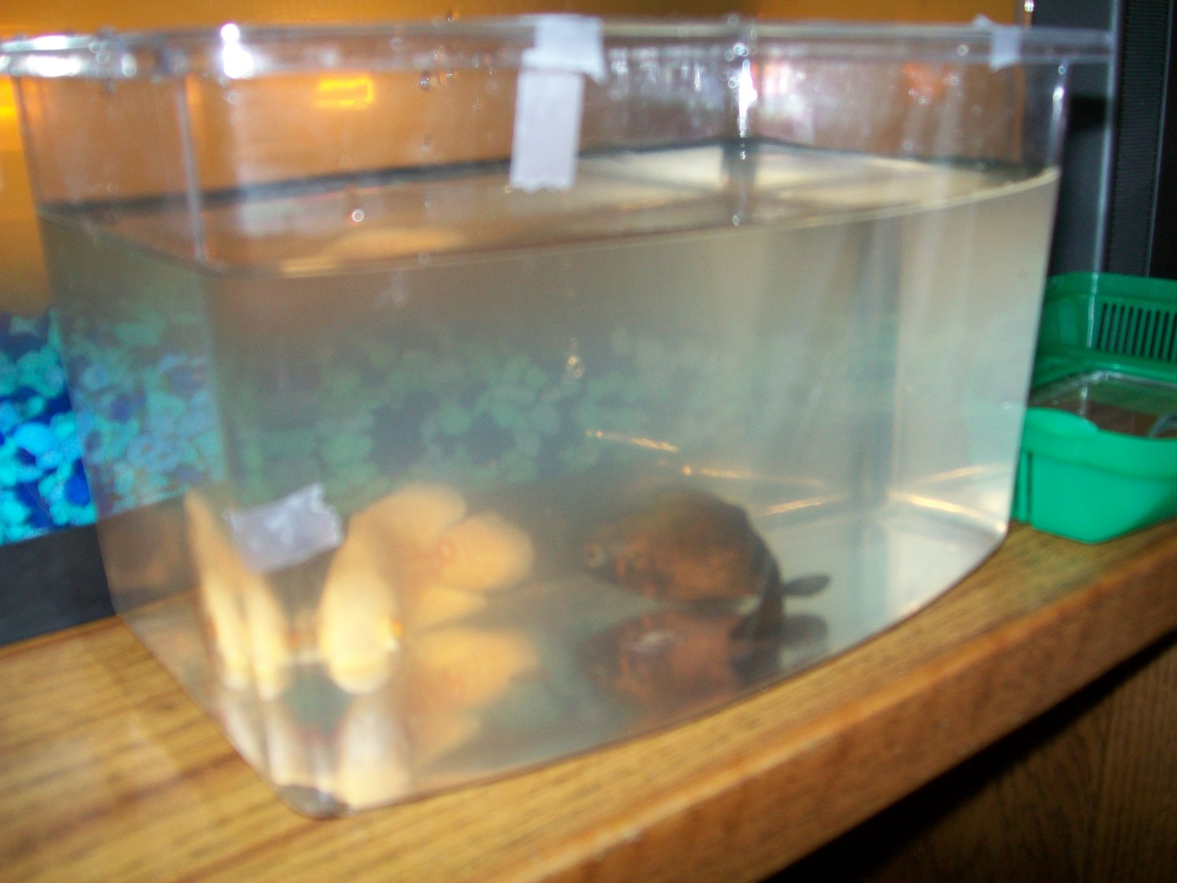 Dirty Tank? Let's Clean It Up! : 10 Steps - Instructables