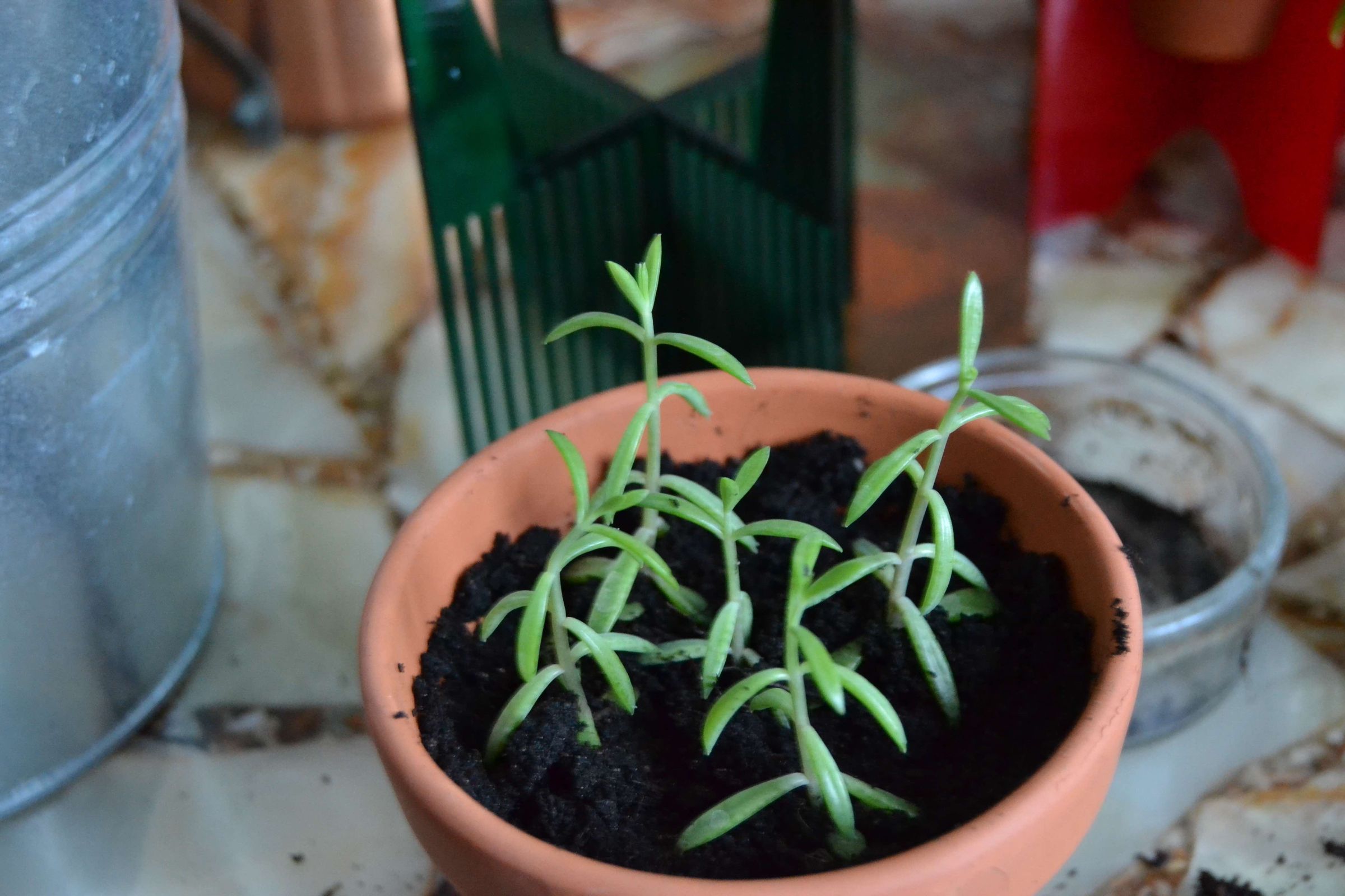 Laser Cut Planters : 7 Steps (with Pictures) - Instructables